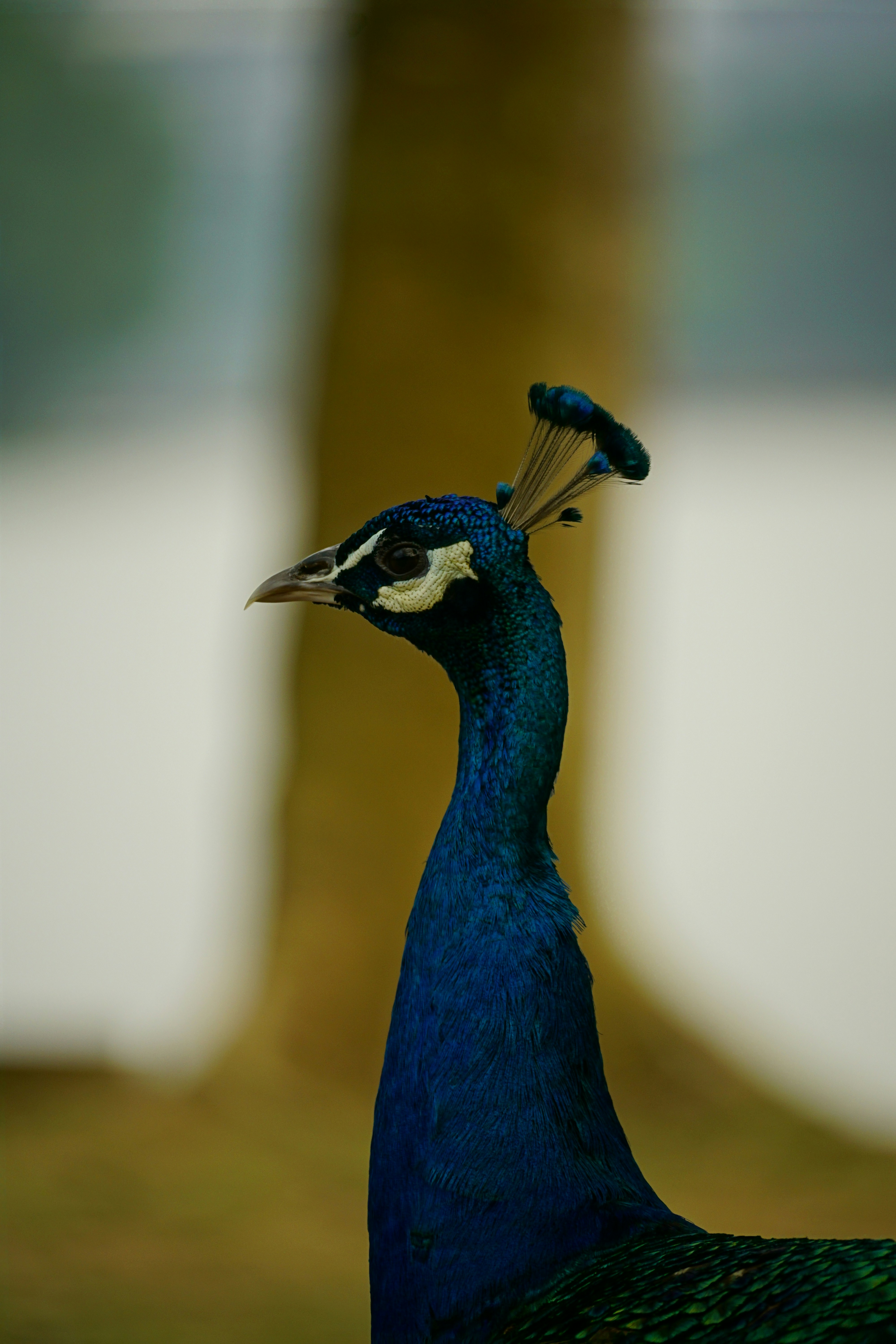 Cerulean Crest: Portrait of a Peacock Against Velvet Backdrop