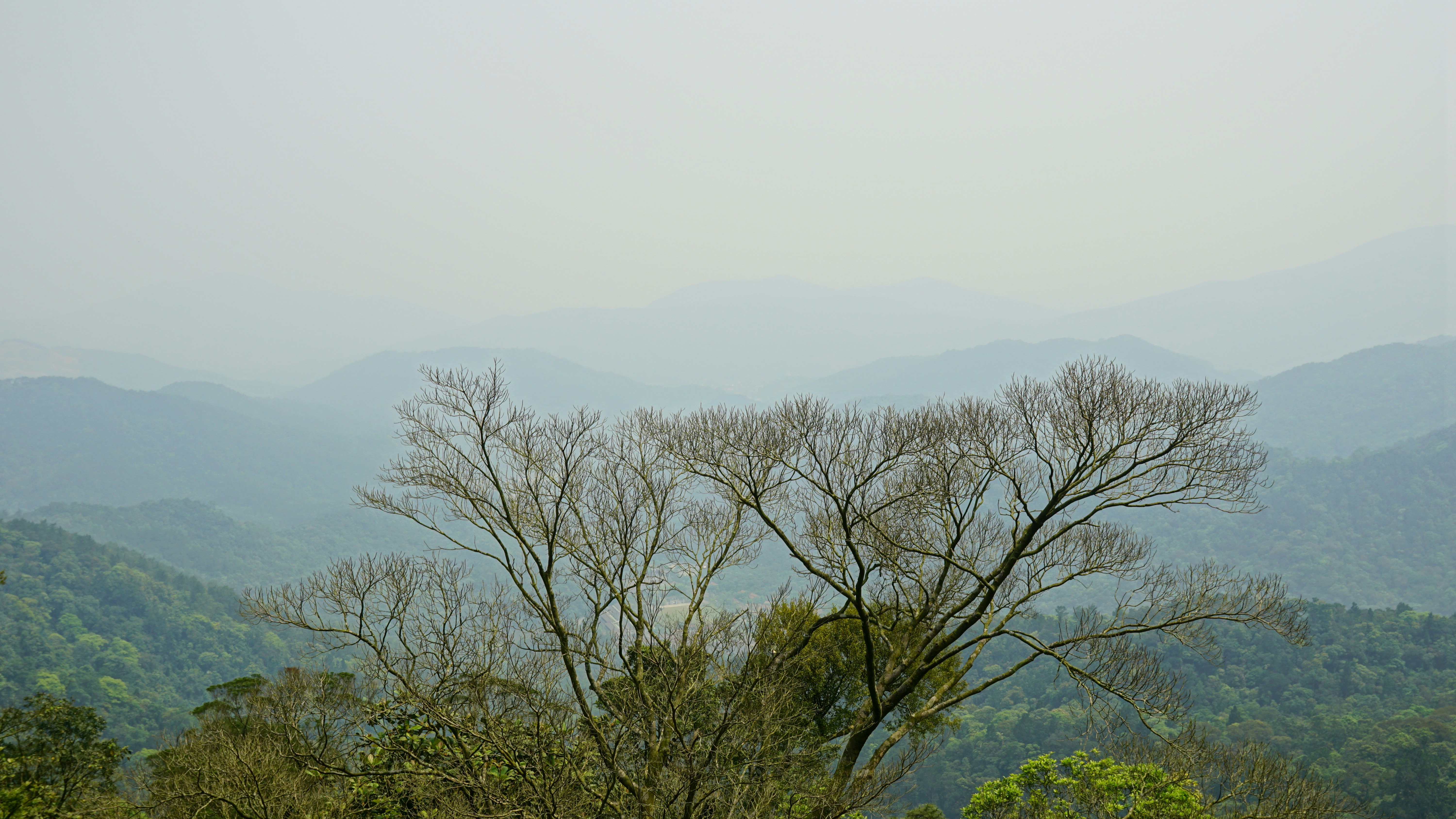 Lone Tree Silhouette Over Layered Valleys Shrouded in Morning Mist