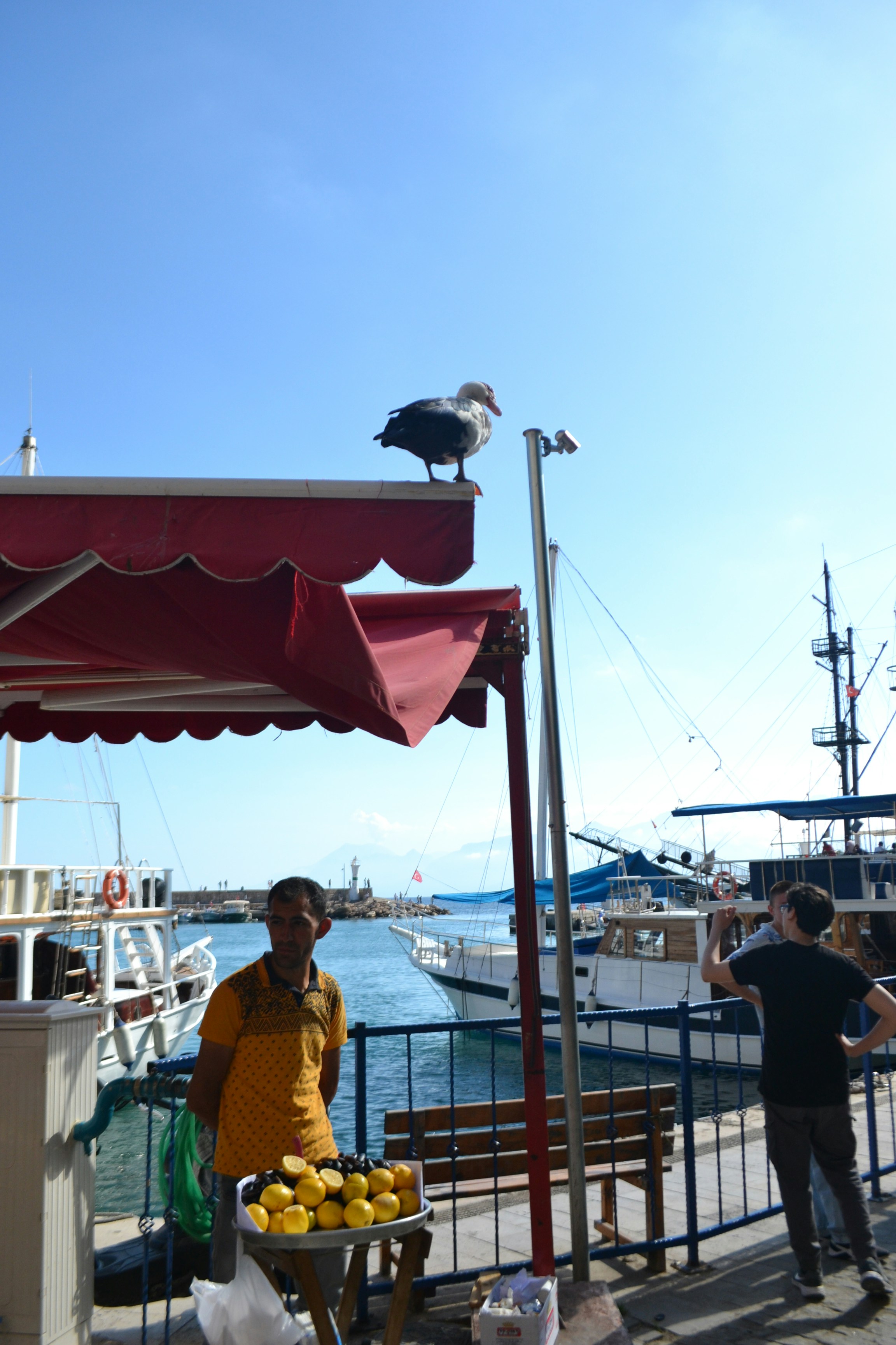 Seagull Sentinel on a Red Canopy Over a Sunlit Marina Lemon Stand