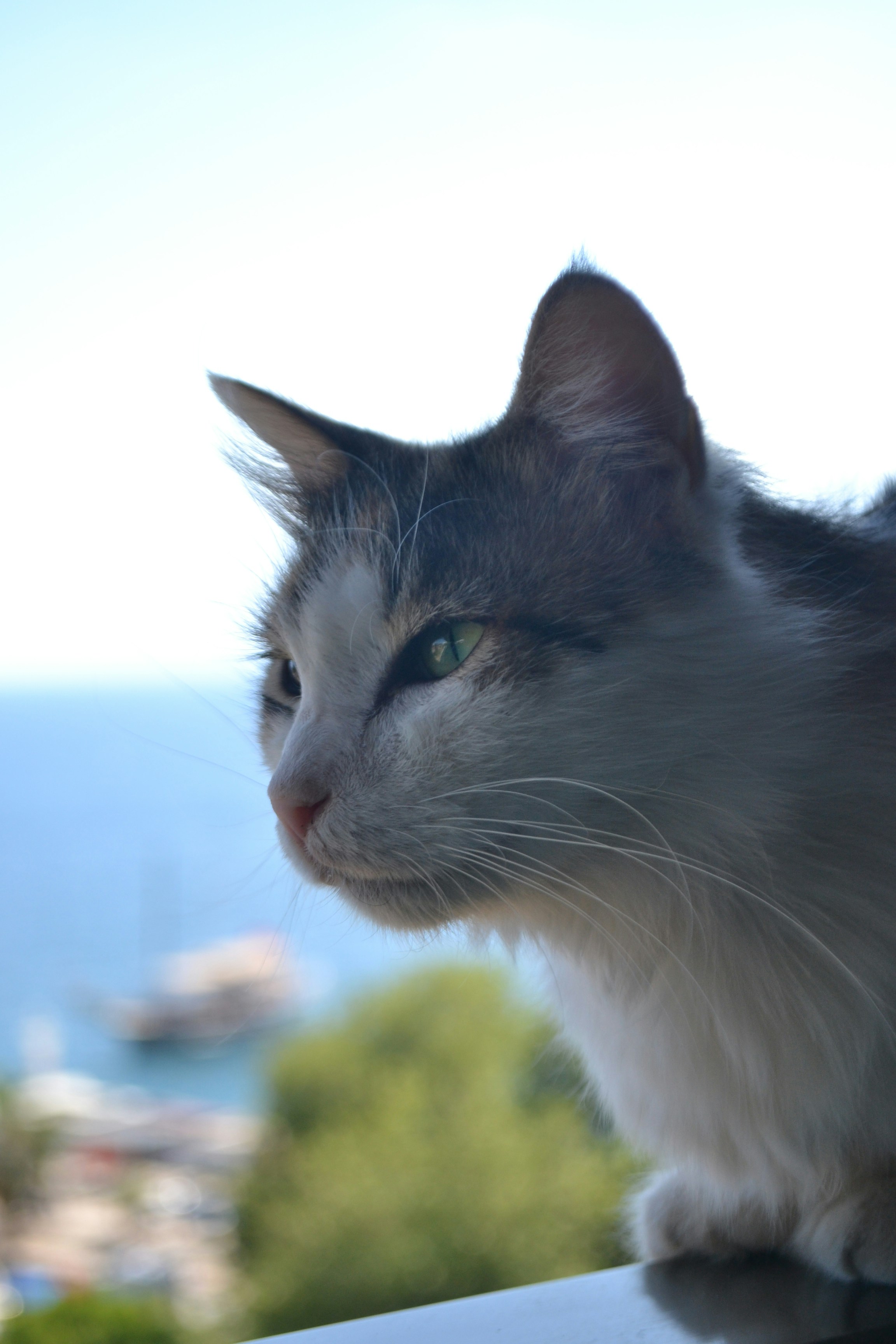 Coastal Gaze: A Cat's Quiet Look Over the Sea