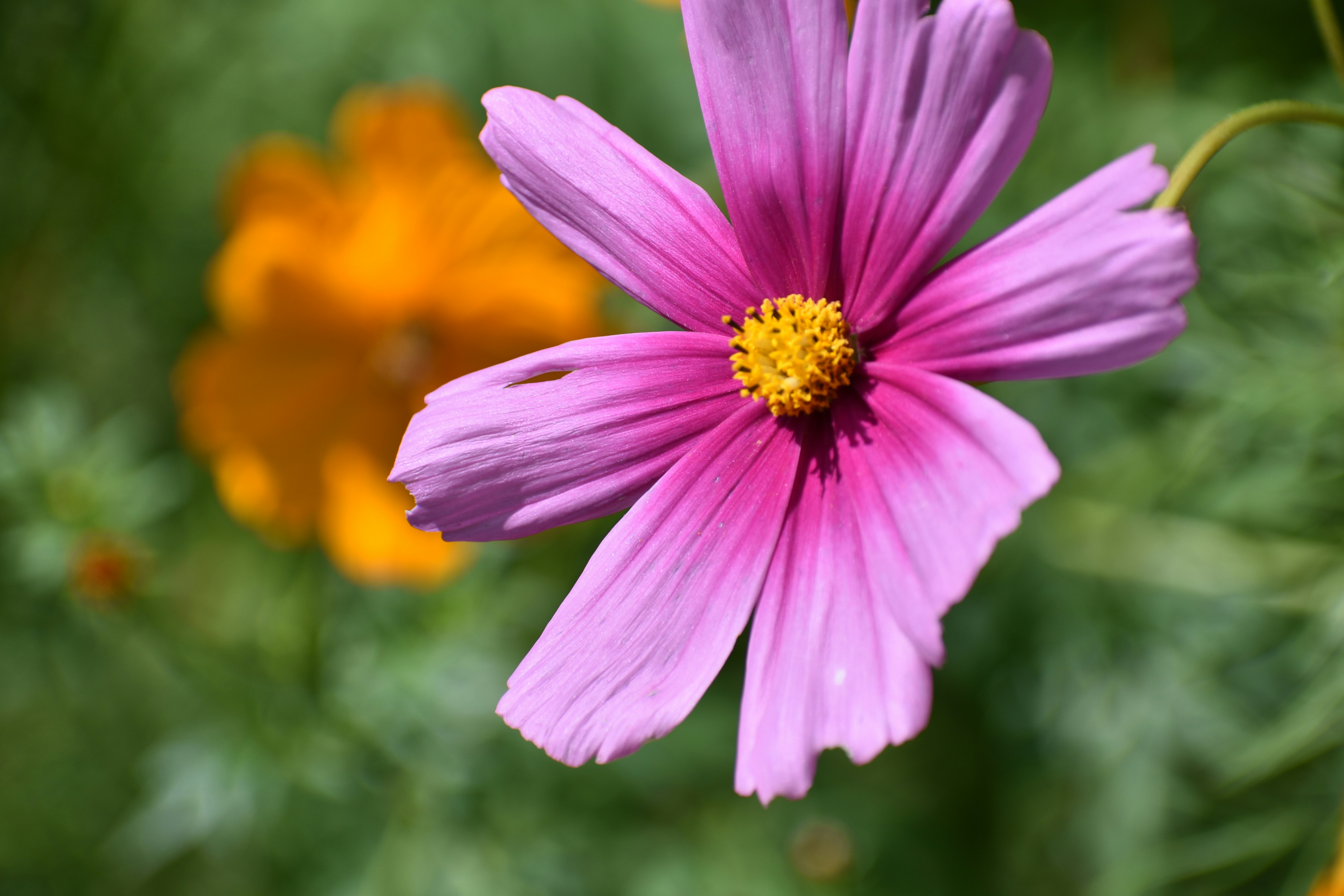 A close up of a pink flower with yellow flowers in the background photo ...