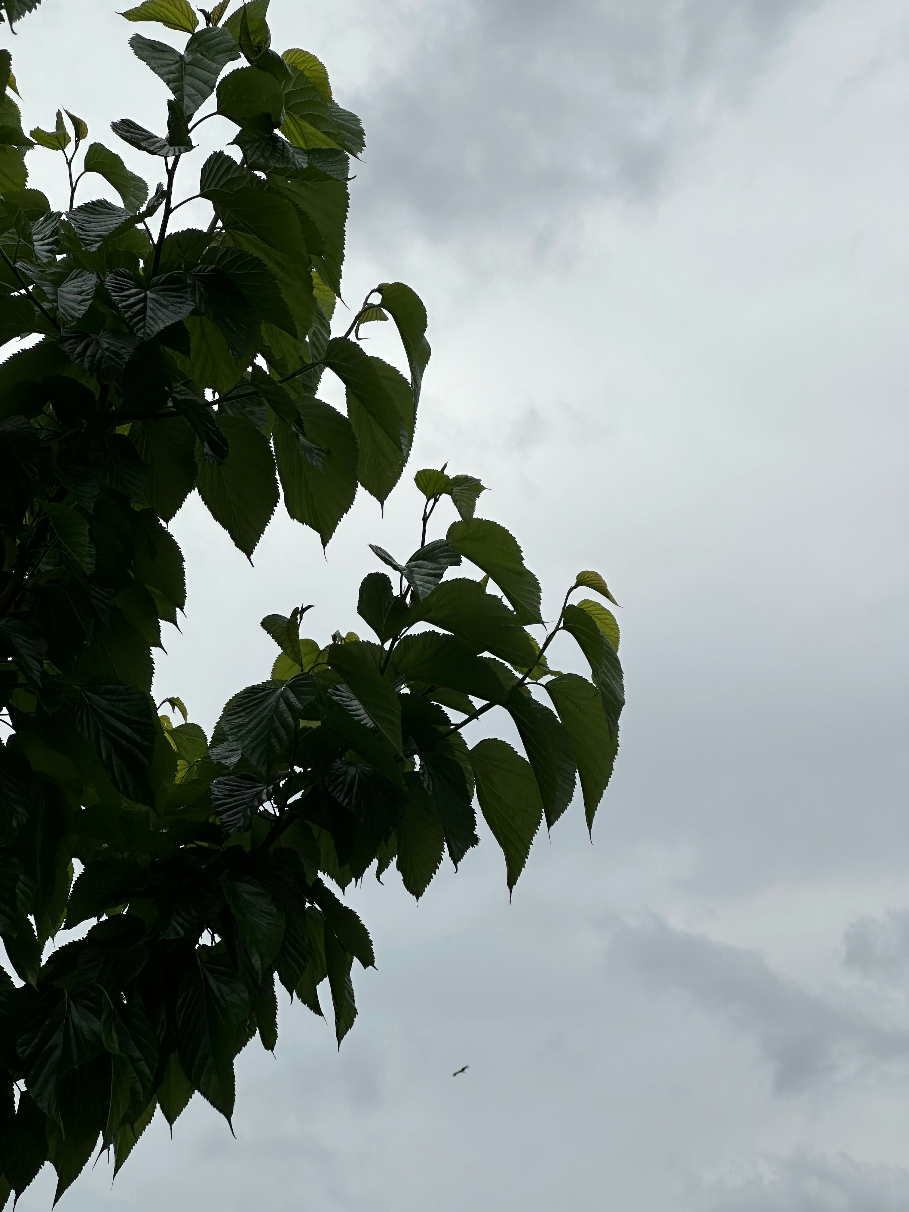 Rasib Wani (@rasib) | Unsplash Photo Community