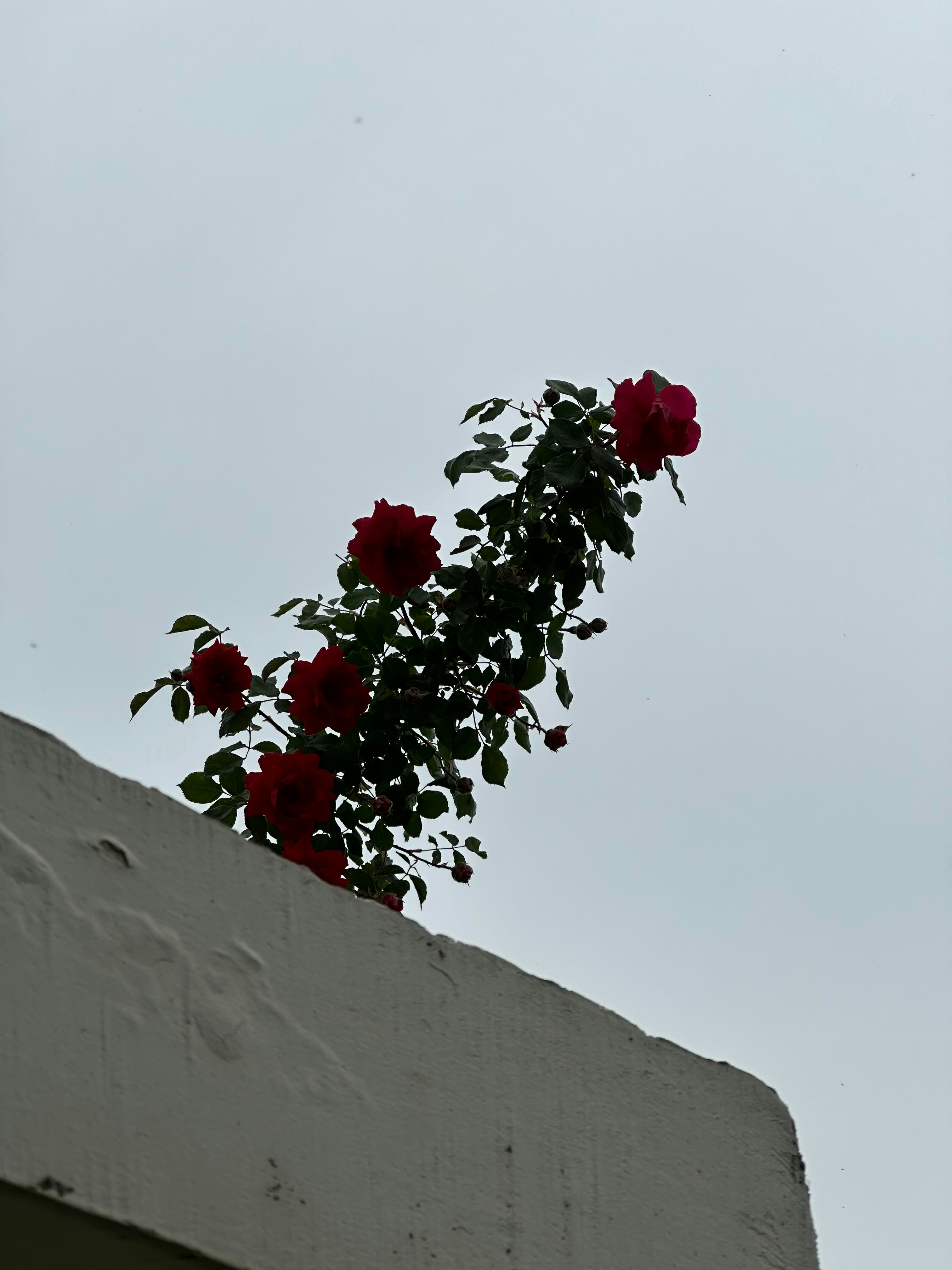 Rasib Wani (@rasib) | Unsplash Photo Community