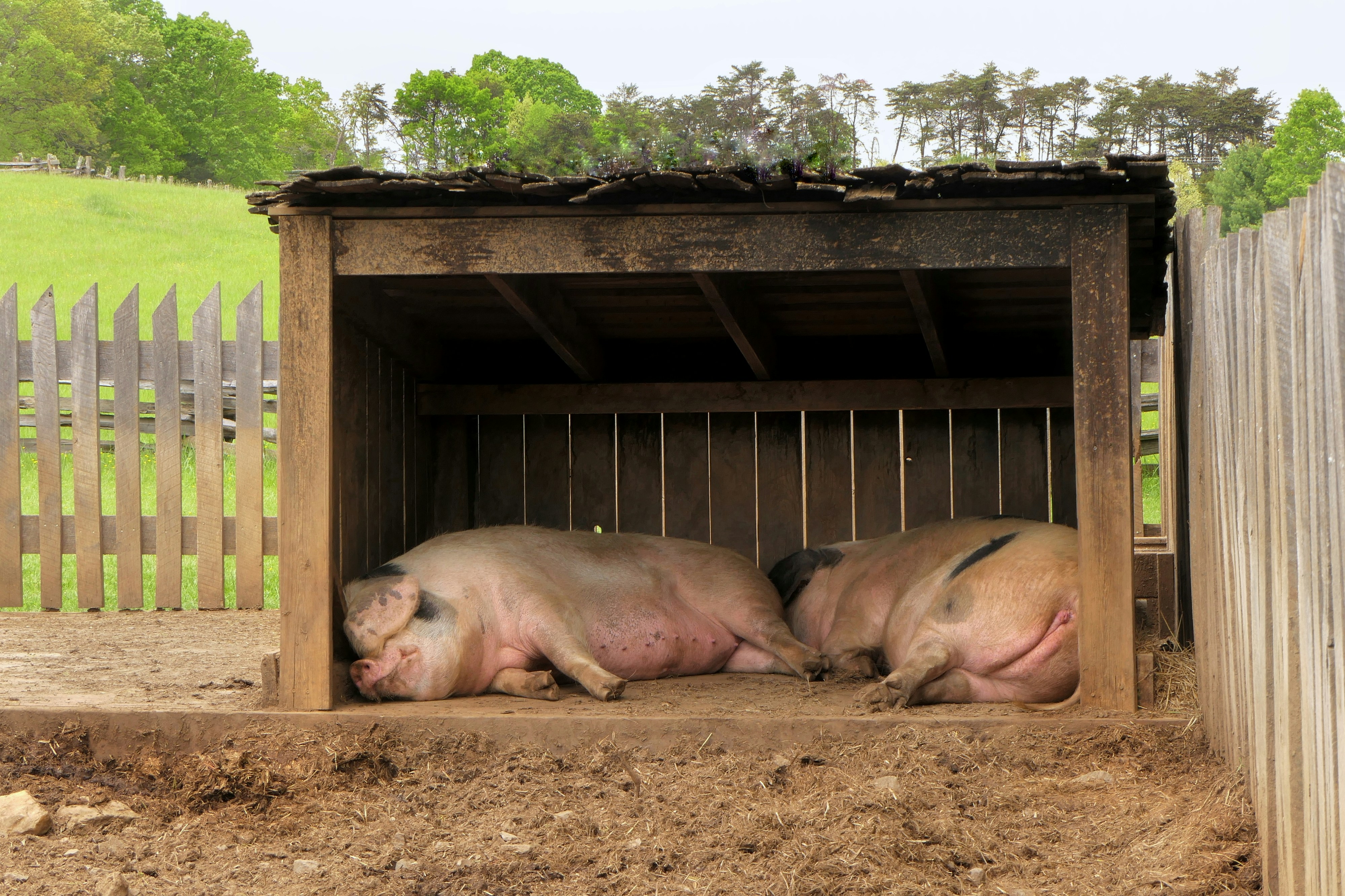 A couple of pigs laying in a wooden enclosure photo – Free Spring Image ...