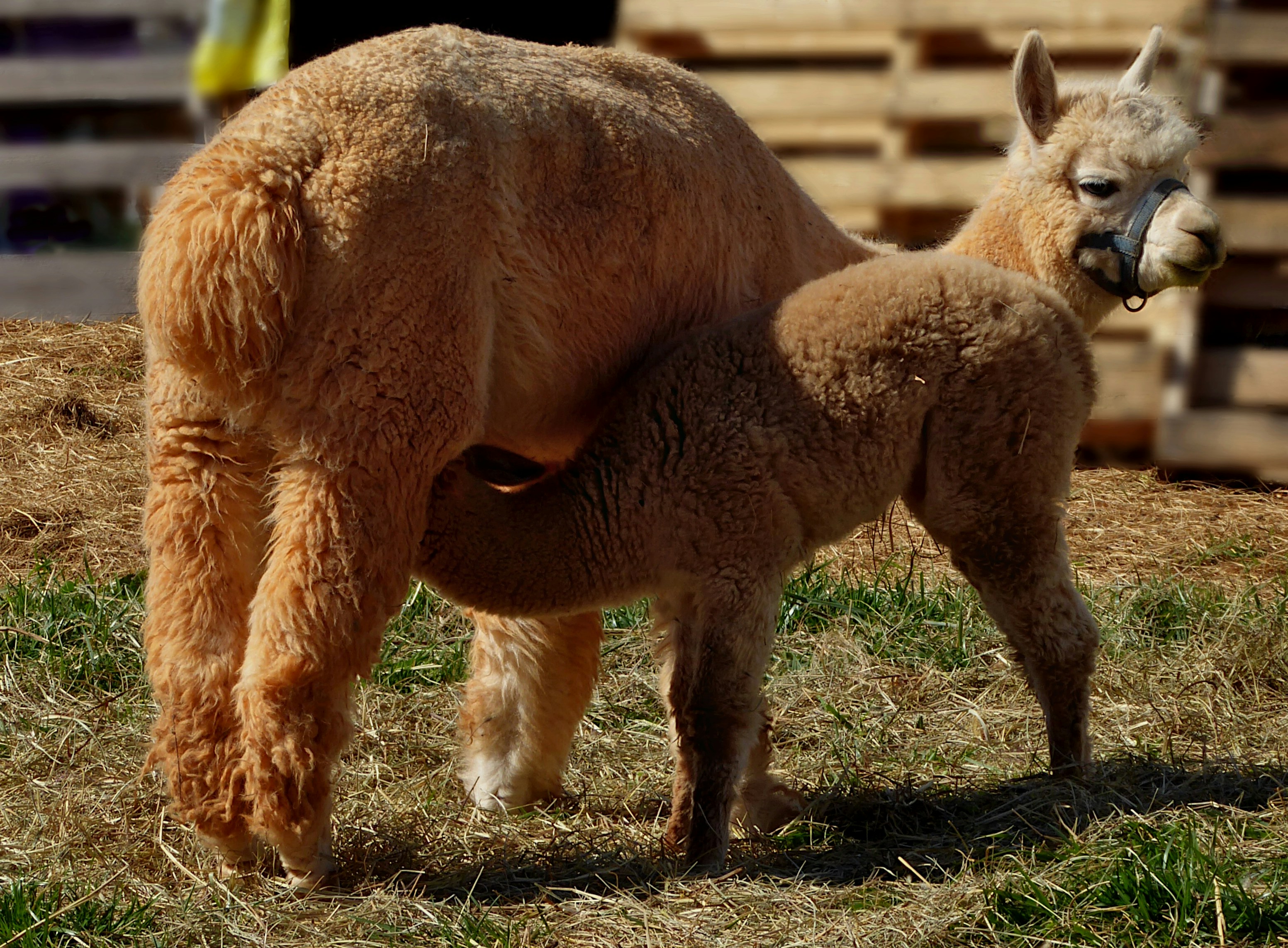 Llama Anatomy: Female Reproductive System