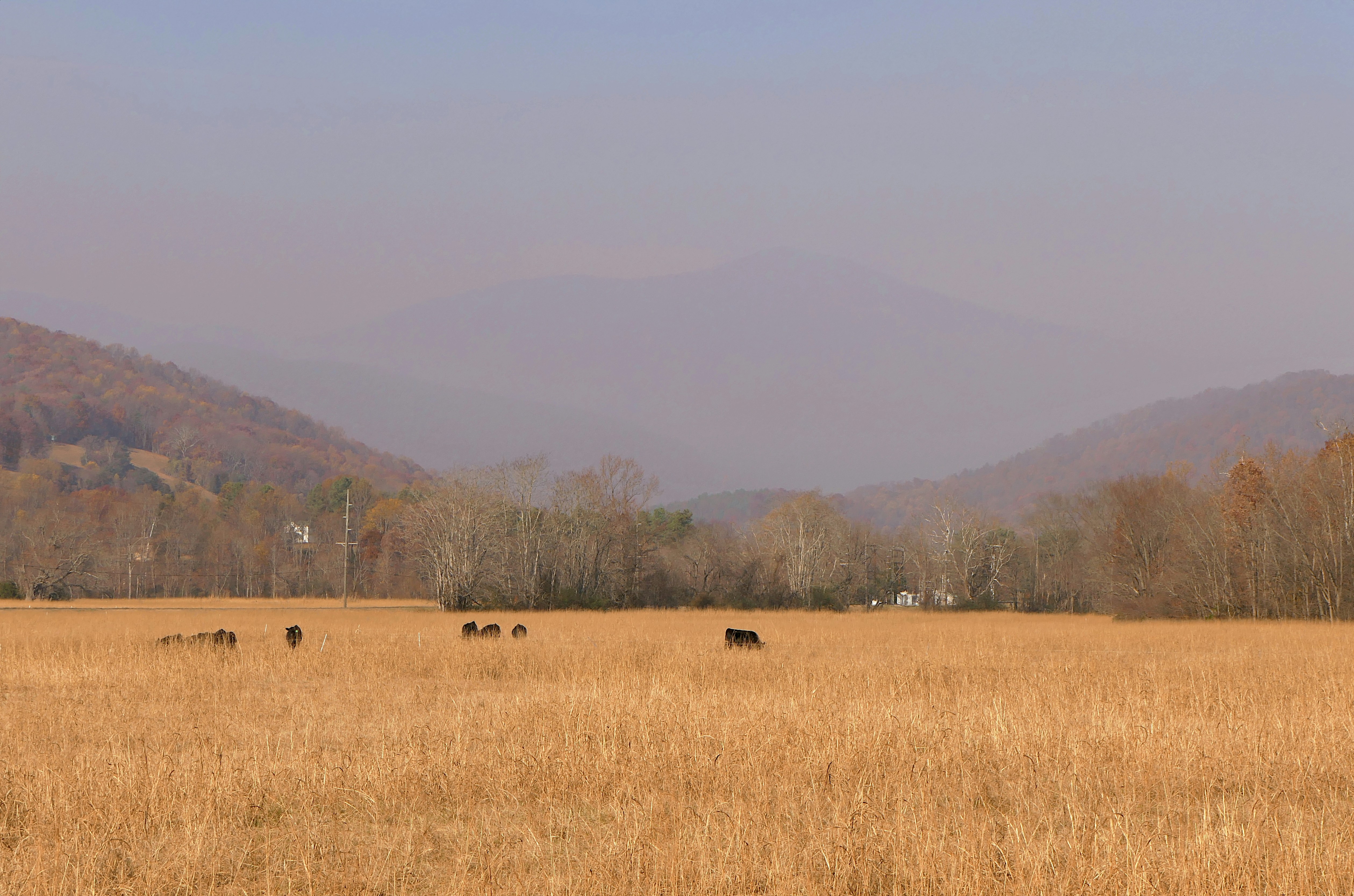 Amber Pasture Beneath Misty Peaks: Cattle at Dusk