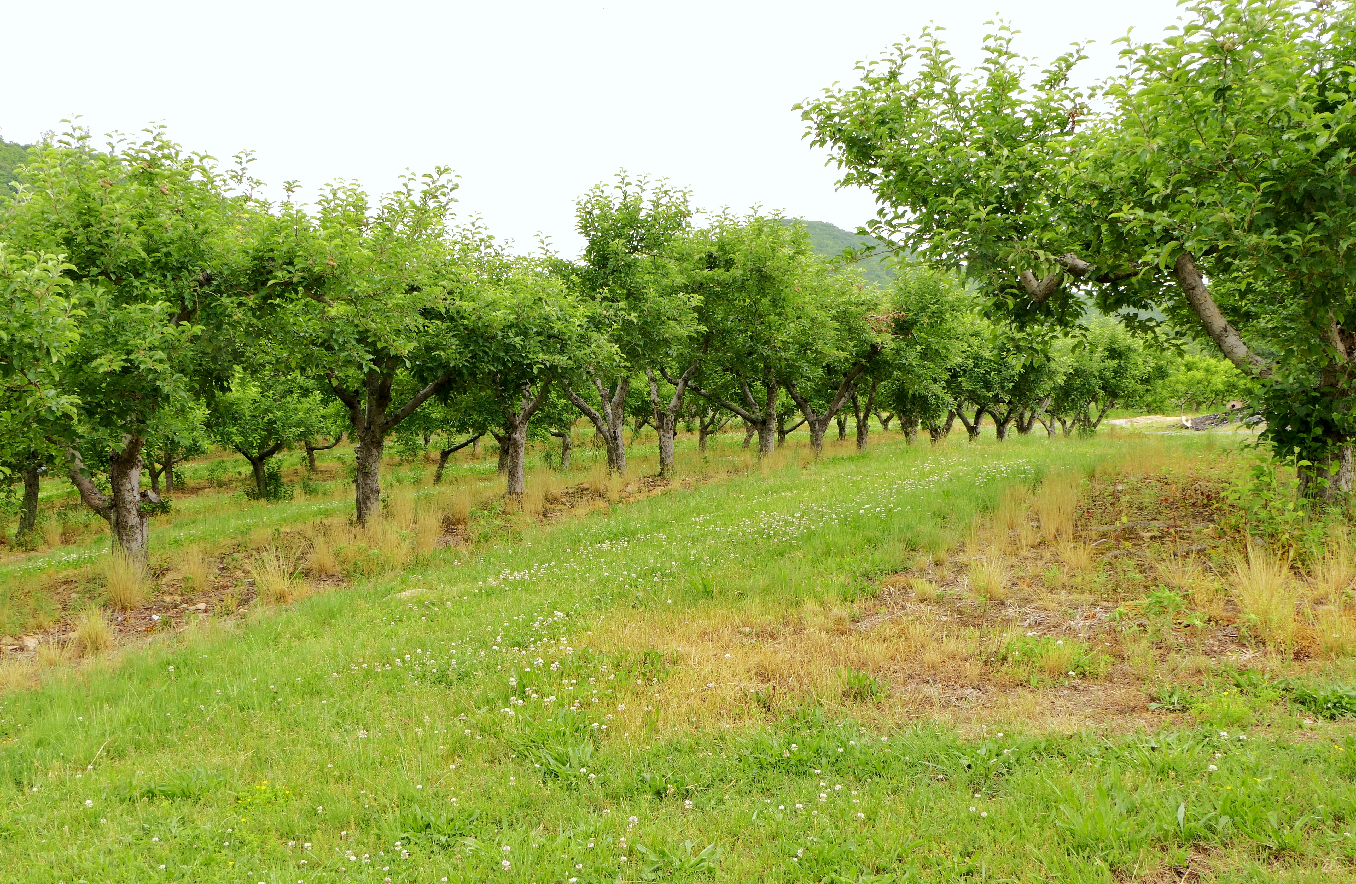 A row of trees line a grassy field photo – Free Nature Image on Unsplash