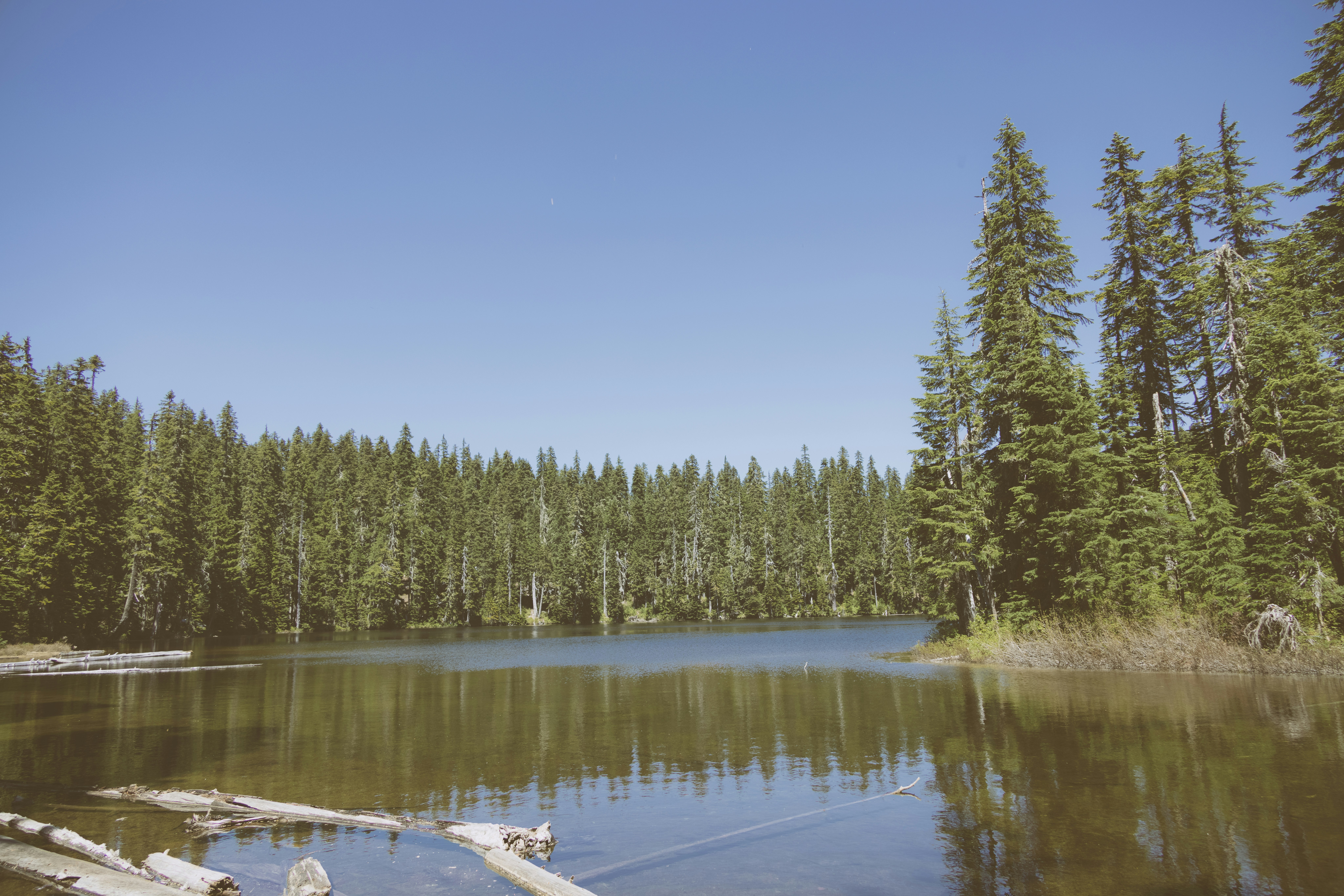 A body of water surrounded by a forest photo – Free Thomas lake ...