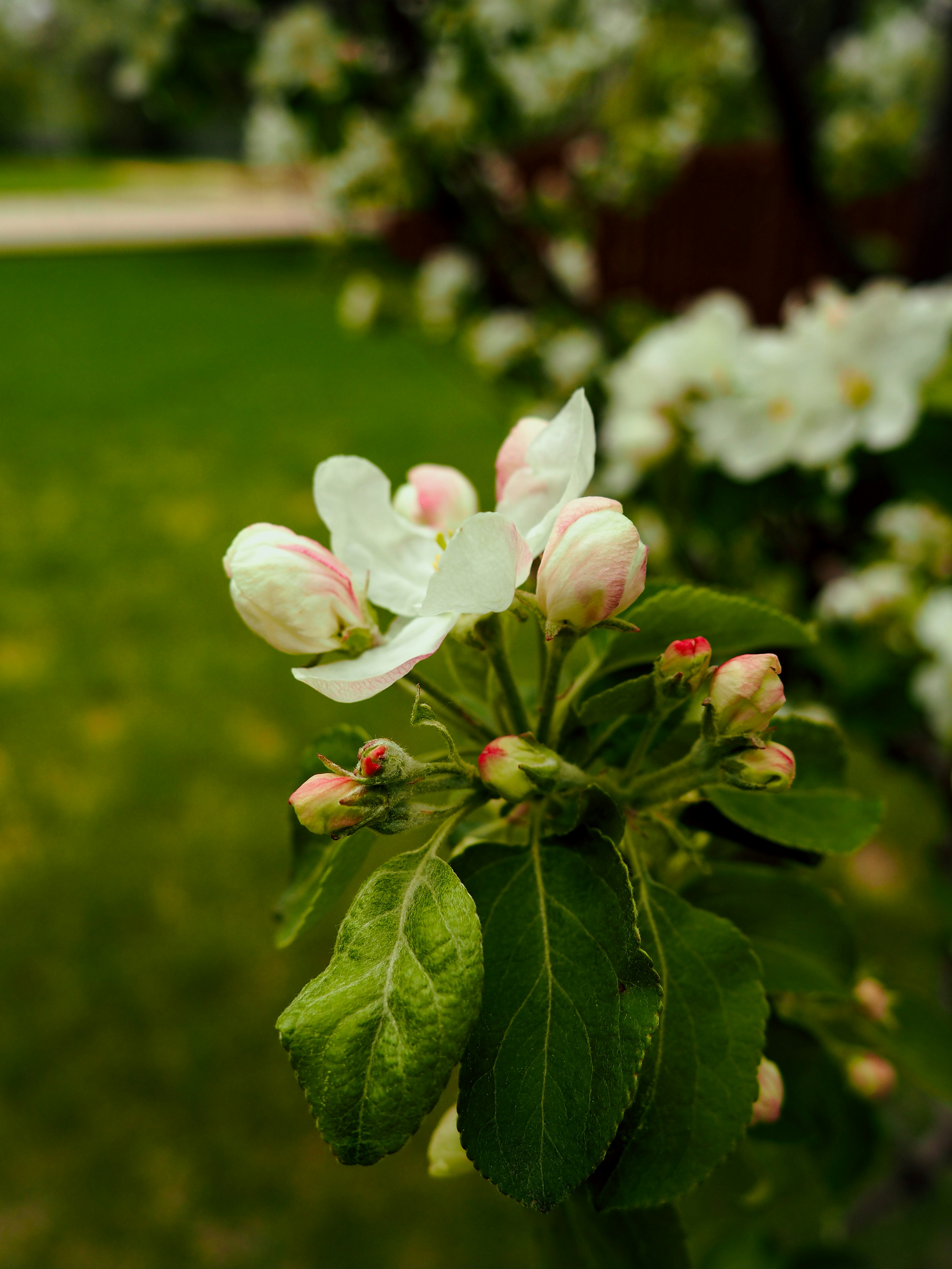 Early Bloom in Focus: Pale Pink Apple Buds Against Velvet Leaves