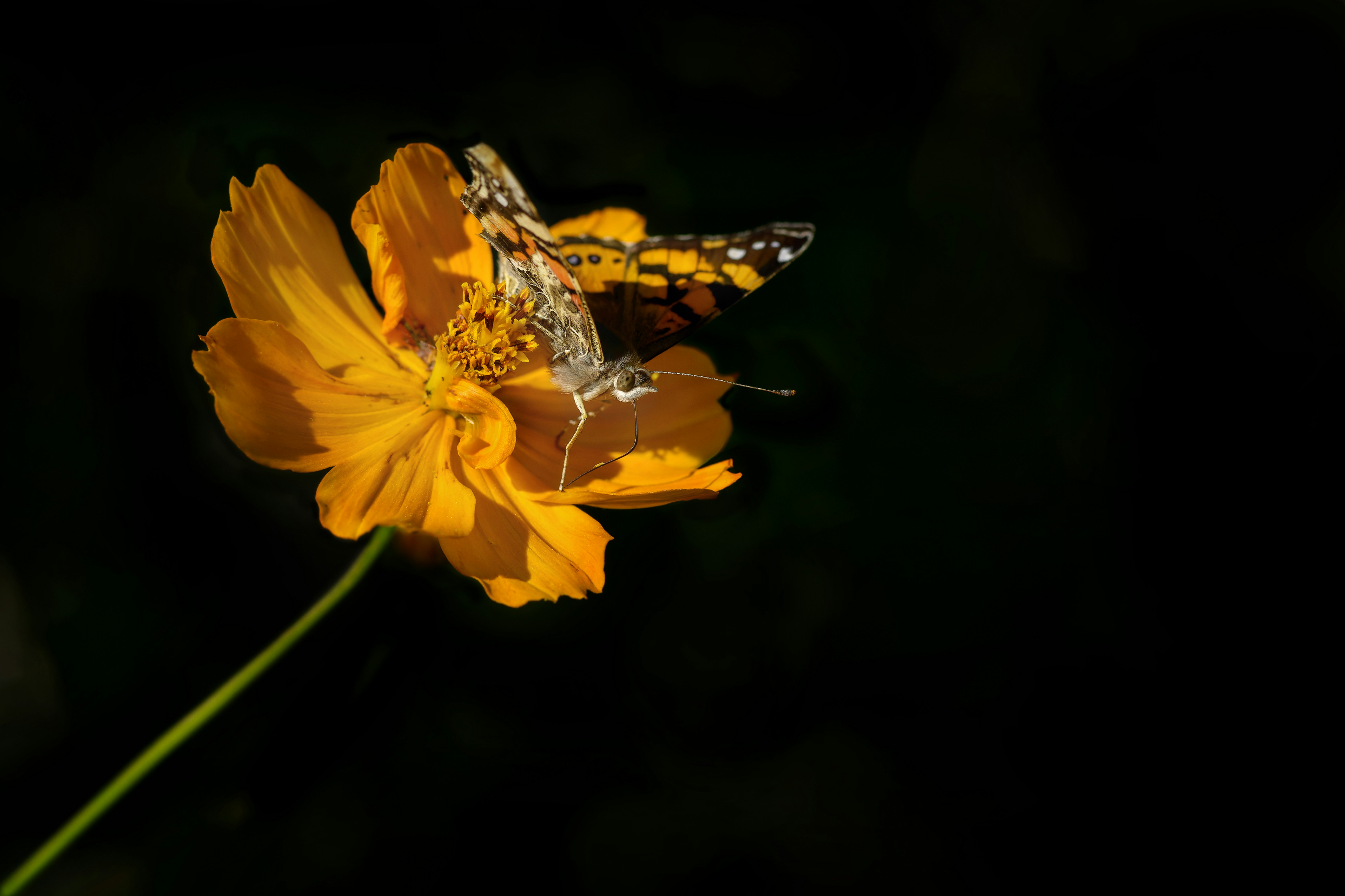 Butterfly on a flower with black background.