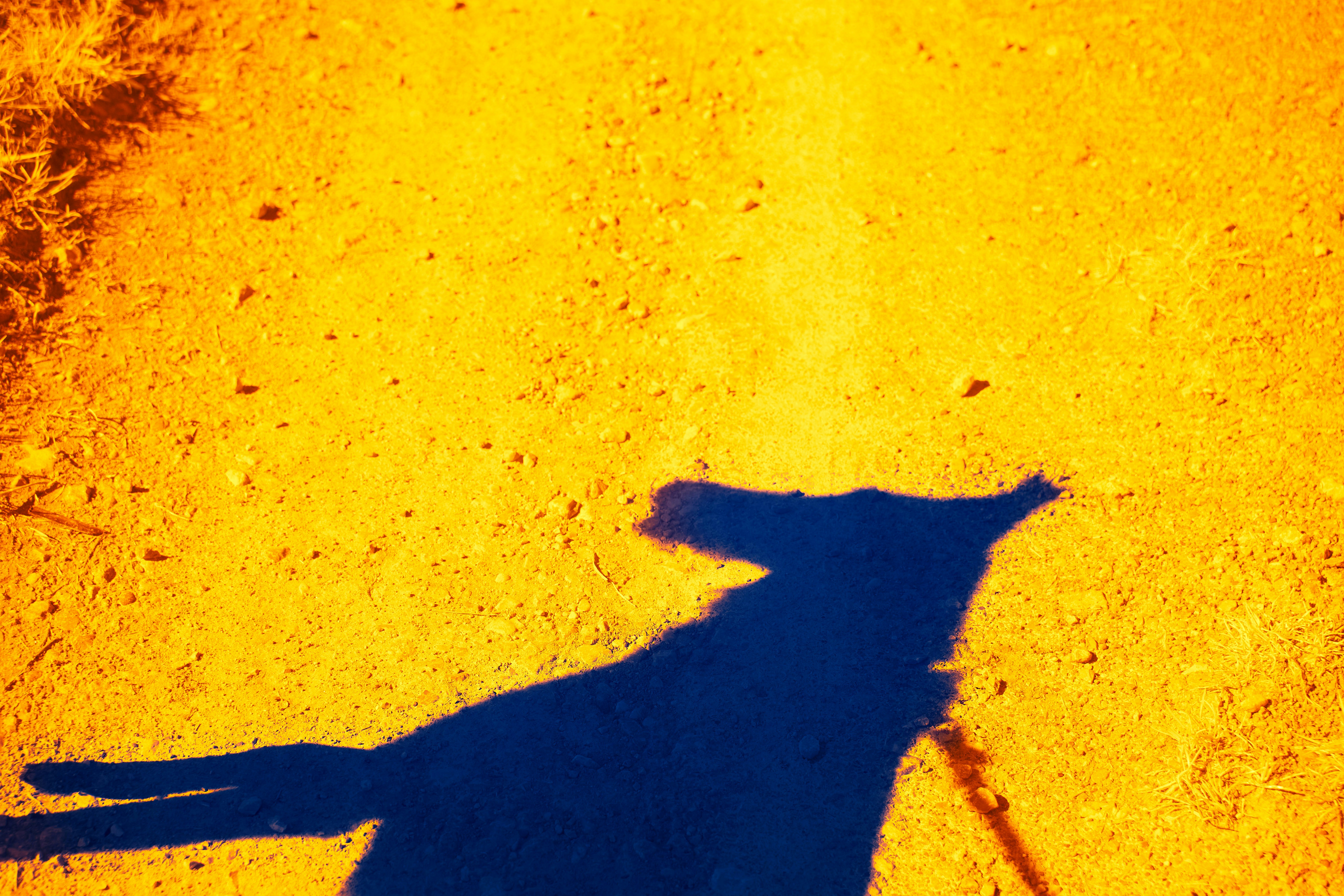 A shadow of a dog on the ground photo – Free Outdoors Image on Unsplash