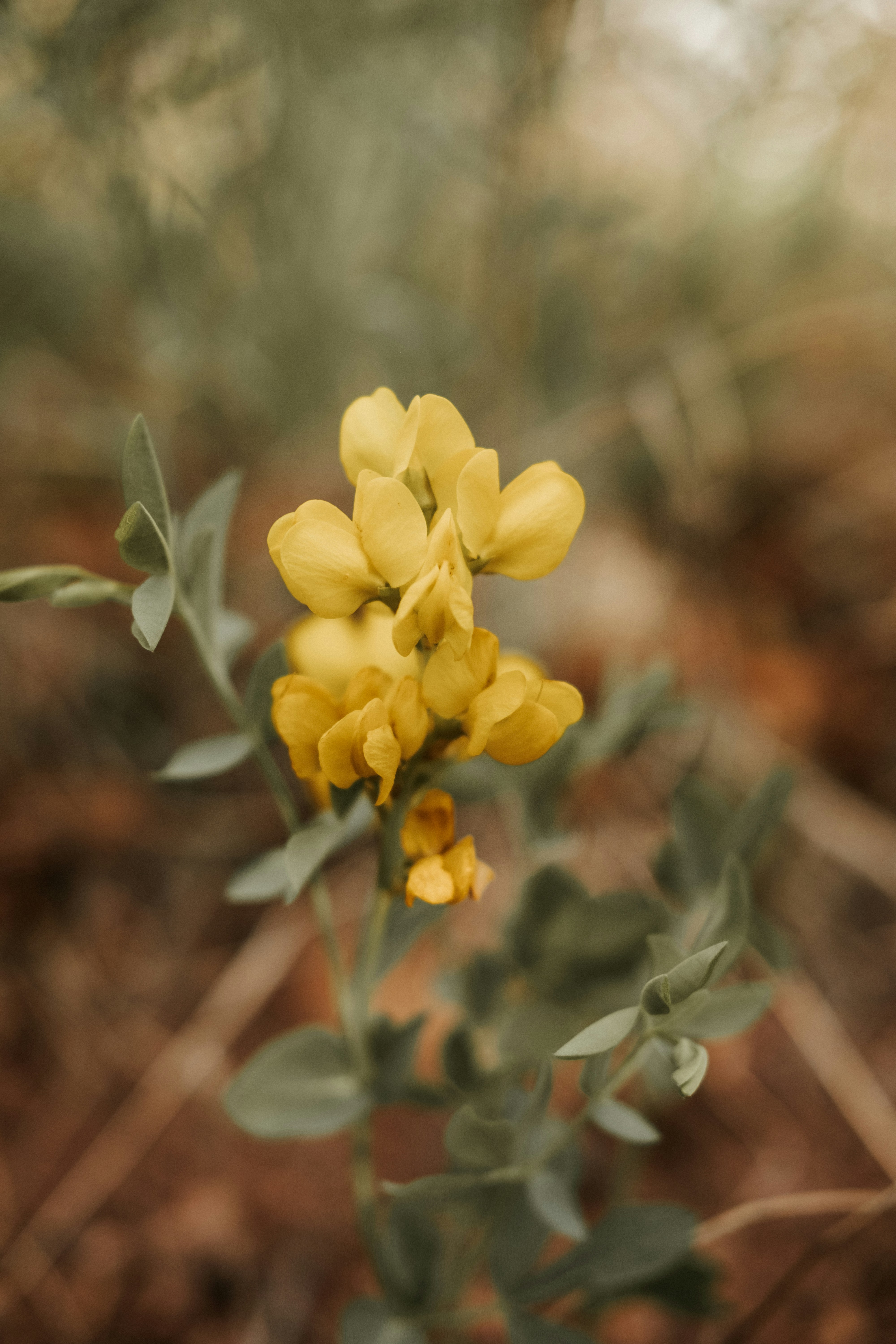 Amber Bloom in Velvet Blur