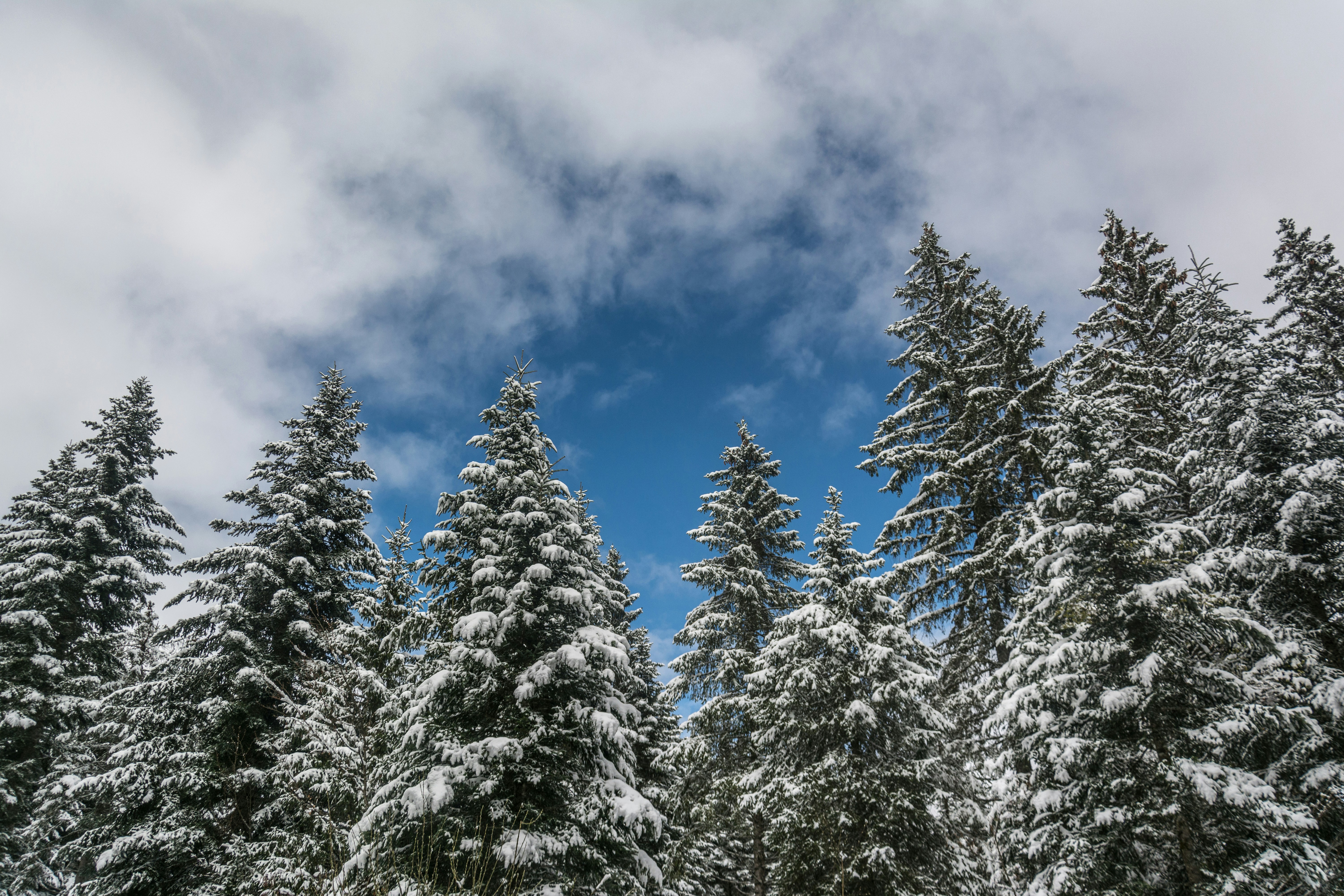 Snow-covered evergreen trees stand tall beneath a partly cloudy sky with patches of blue.