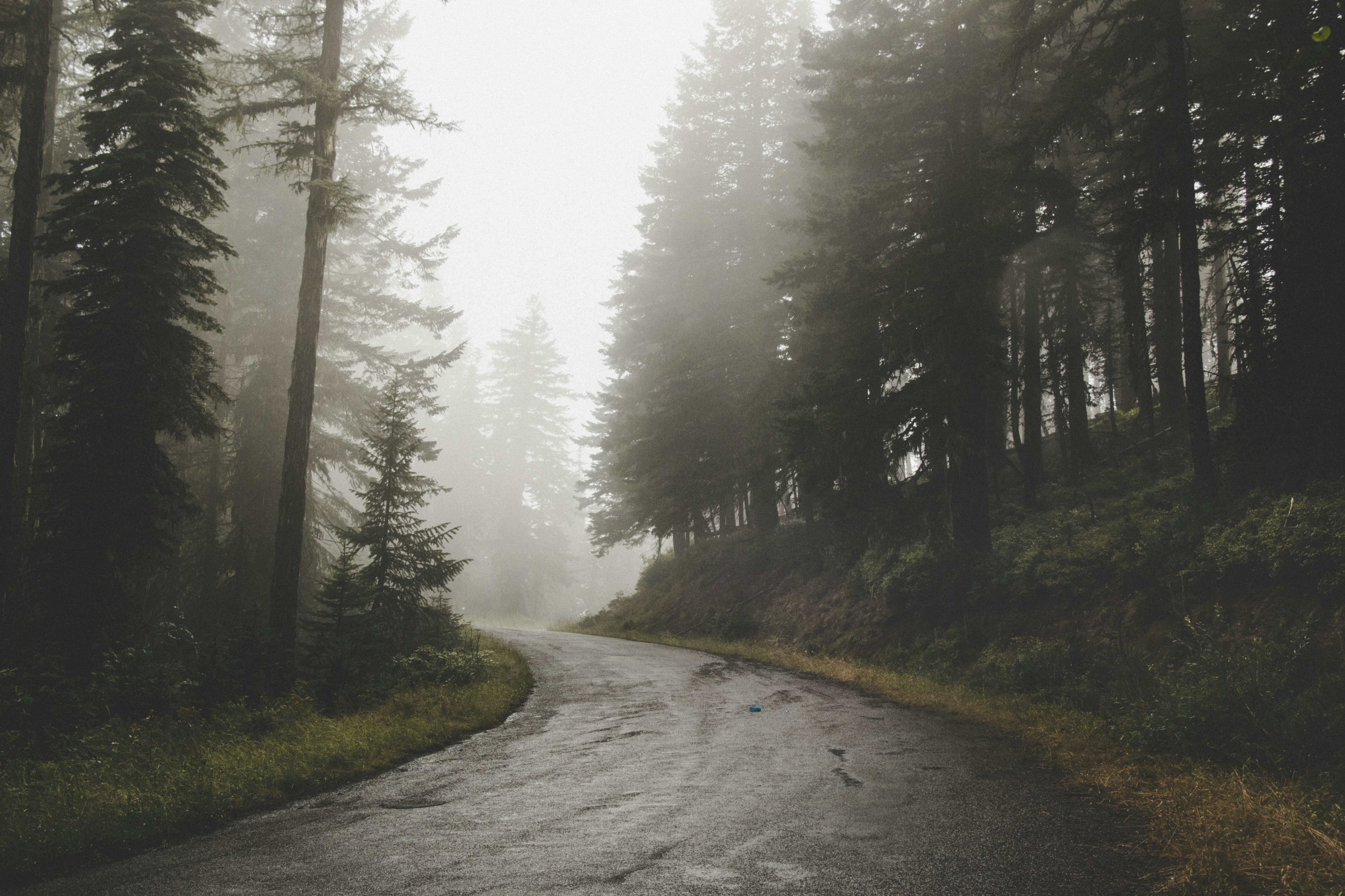 A foggy road in the middle of a forest photo – Free Spokane Image on ...