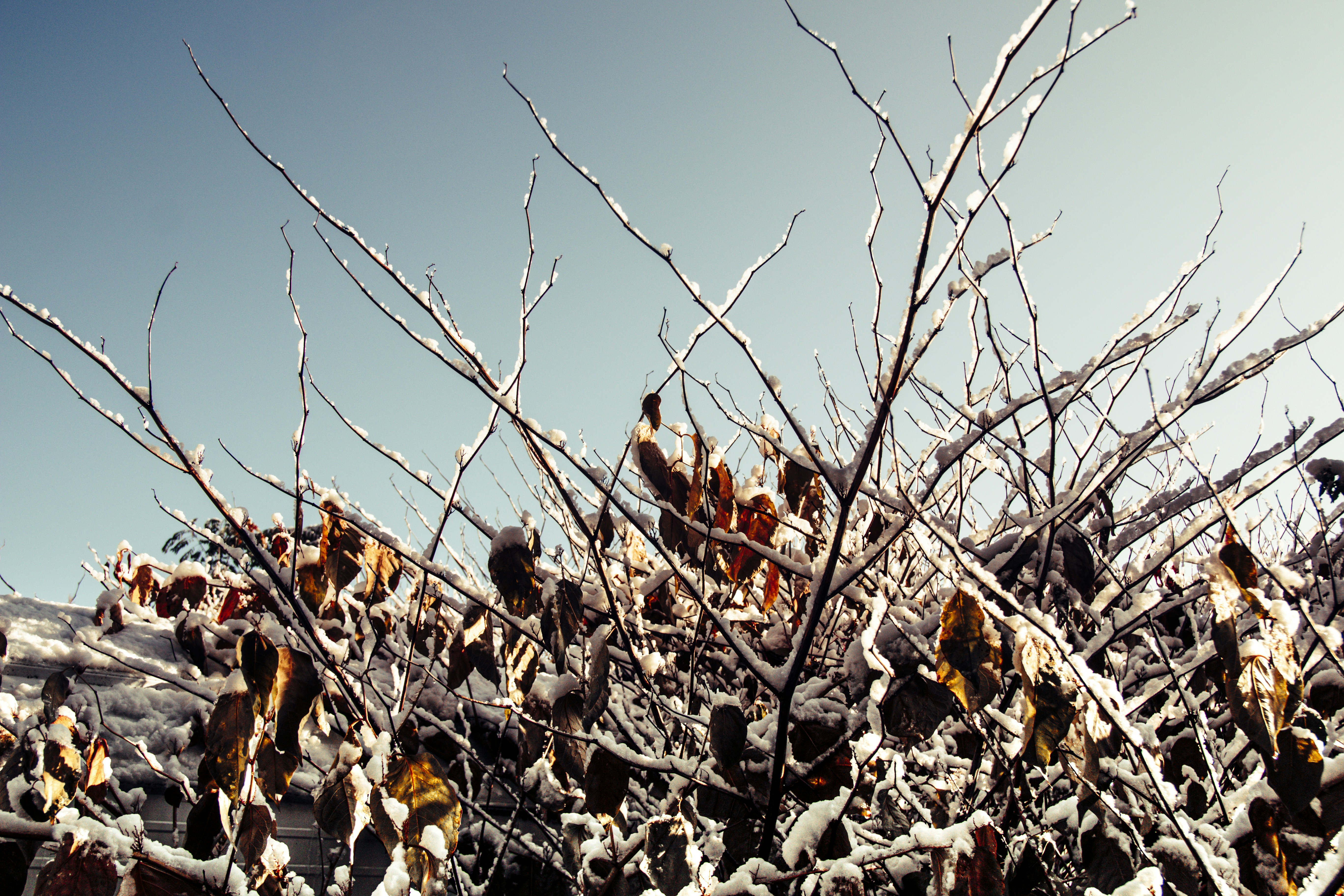 Iced limbs of a bush on a crisp winter morning