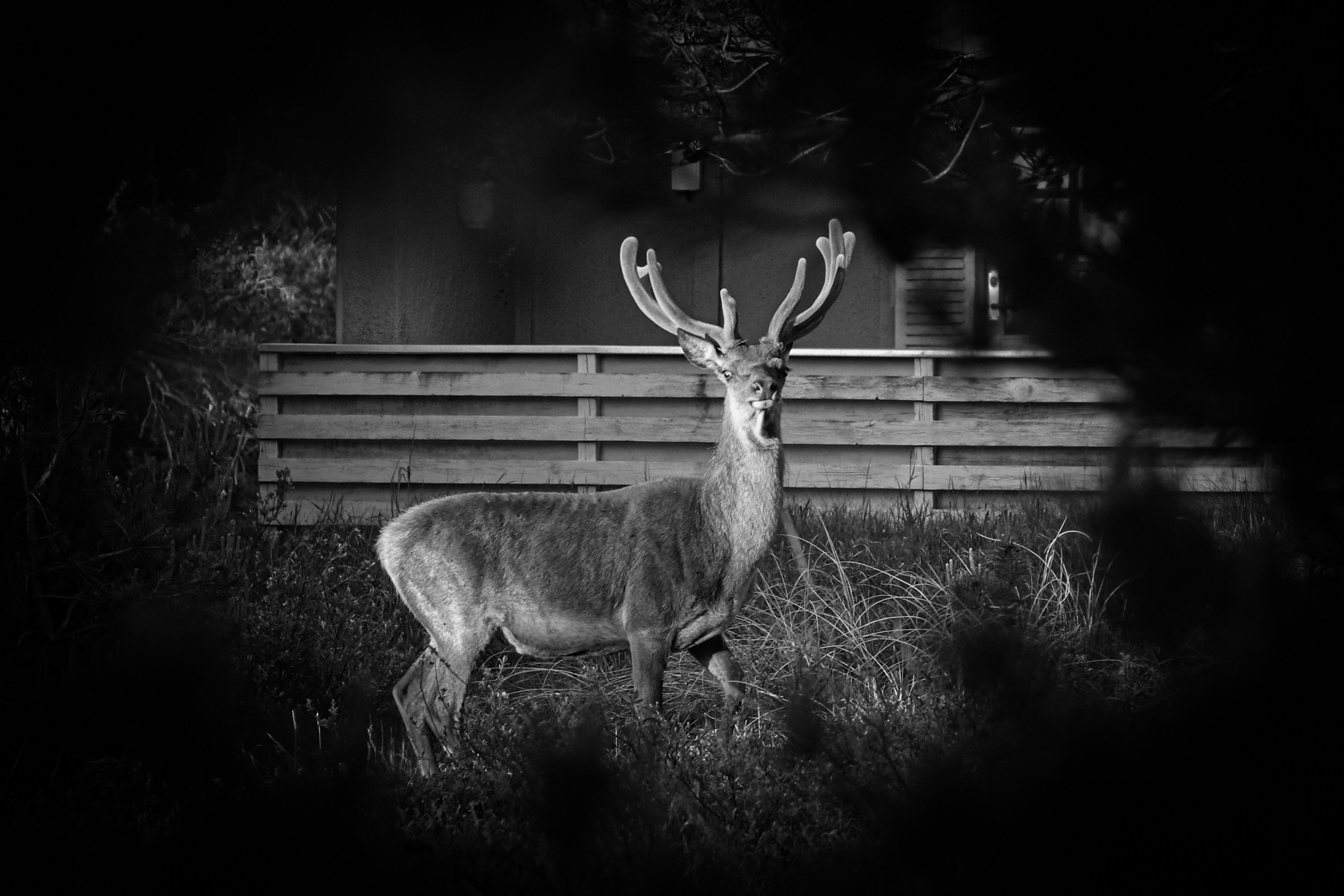 Midnight Stag Behind the Fence: A Quiet Black-and-White Portrait