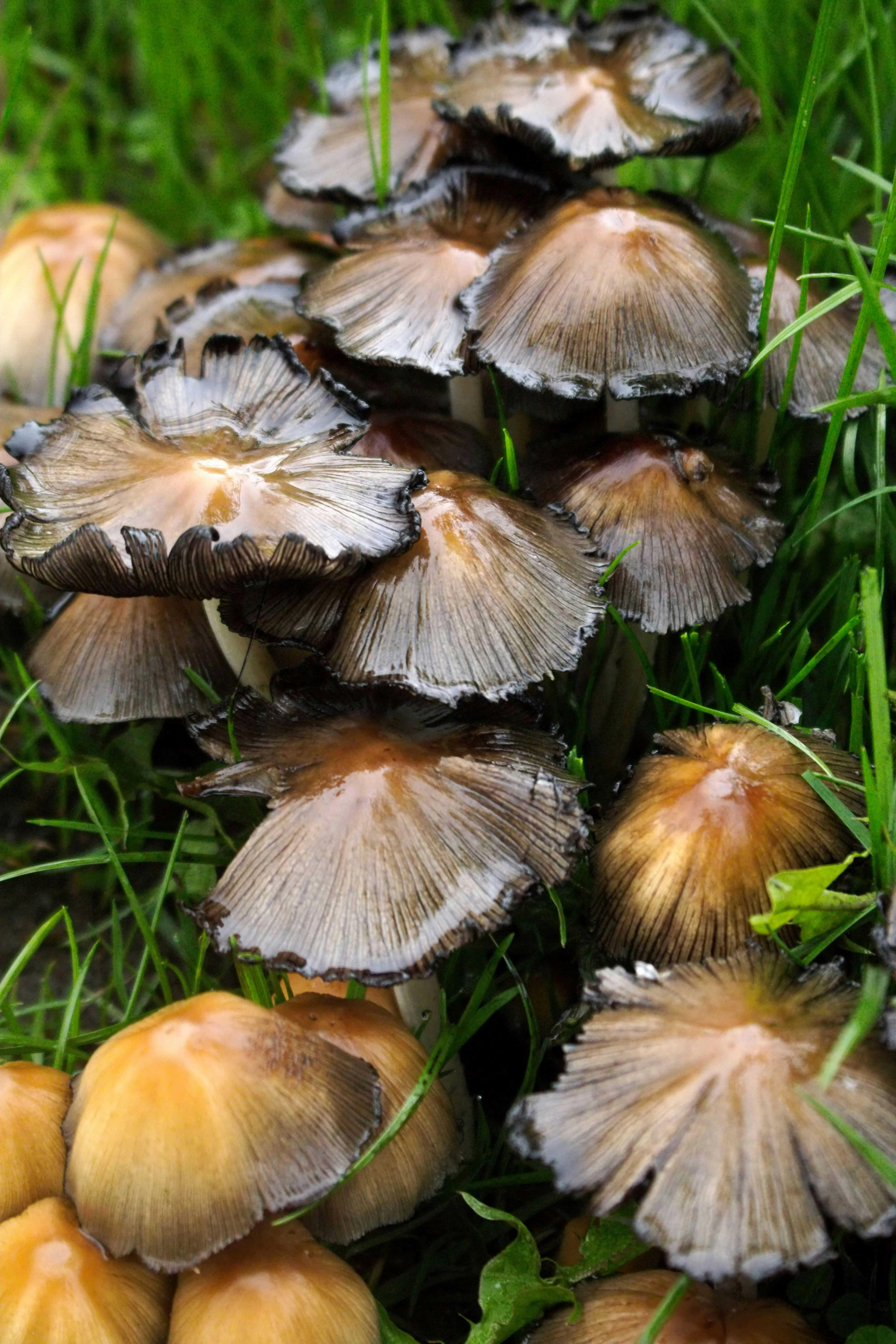 Photo by Danielle-Claude Bélanger with Canon EOS 750D