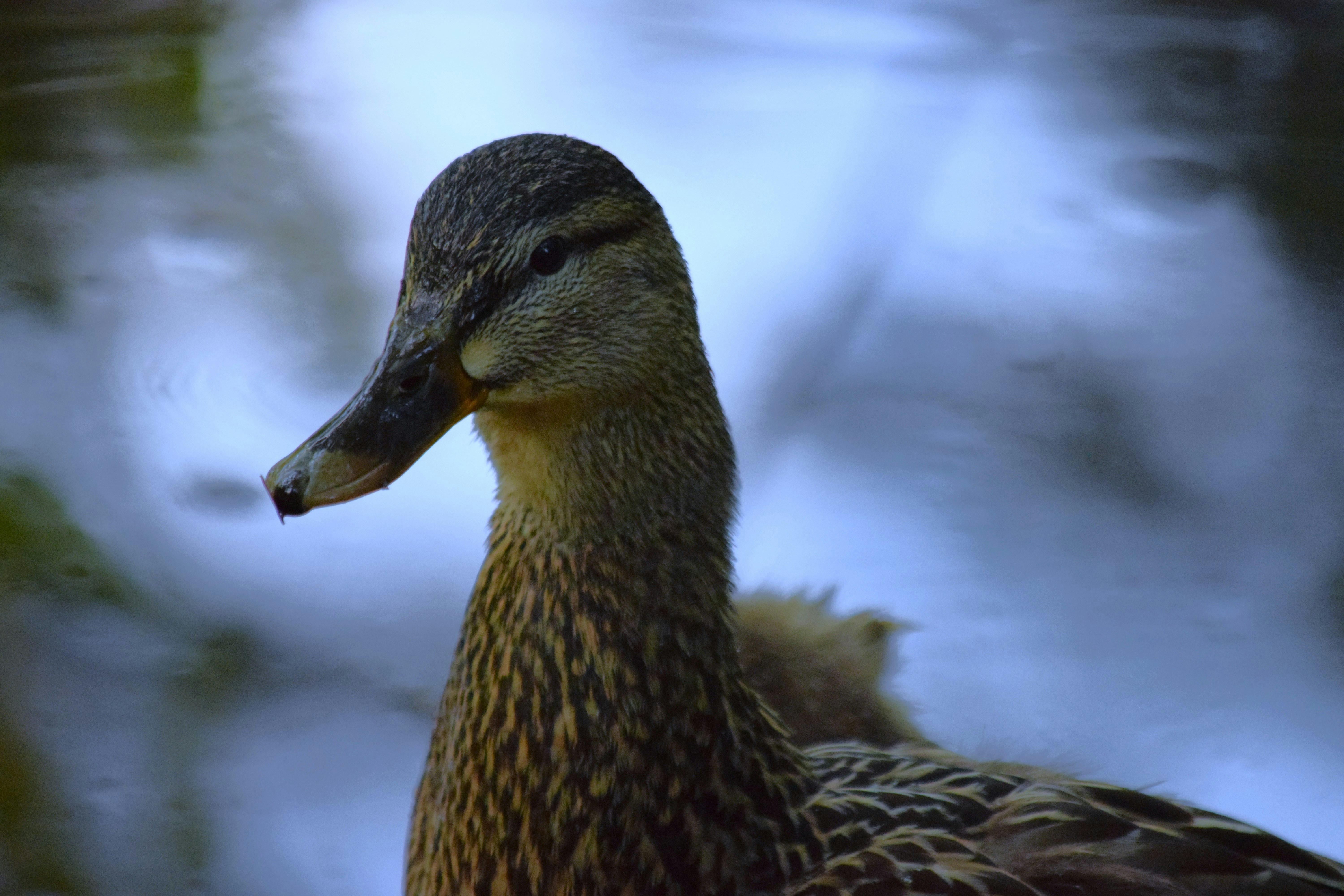 A close up of a duck near a body of water photo – Free Spring Image on ...