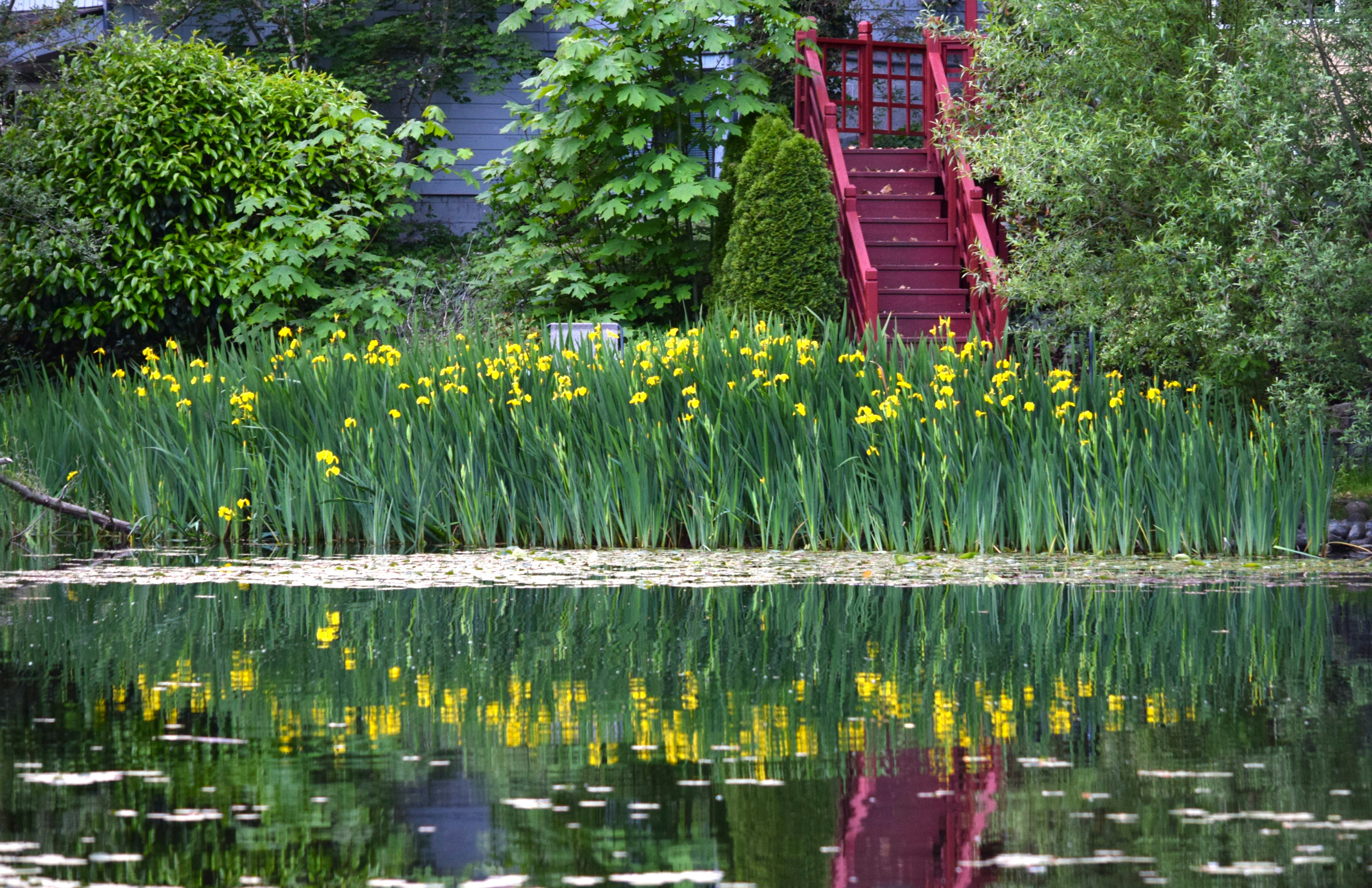 Golden irises by the pond with a red staircase reflection