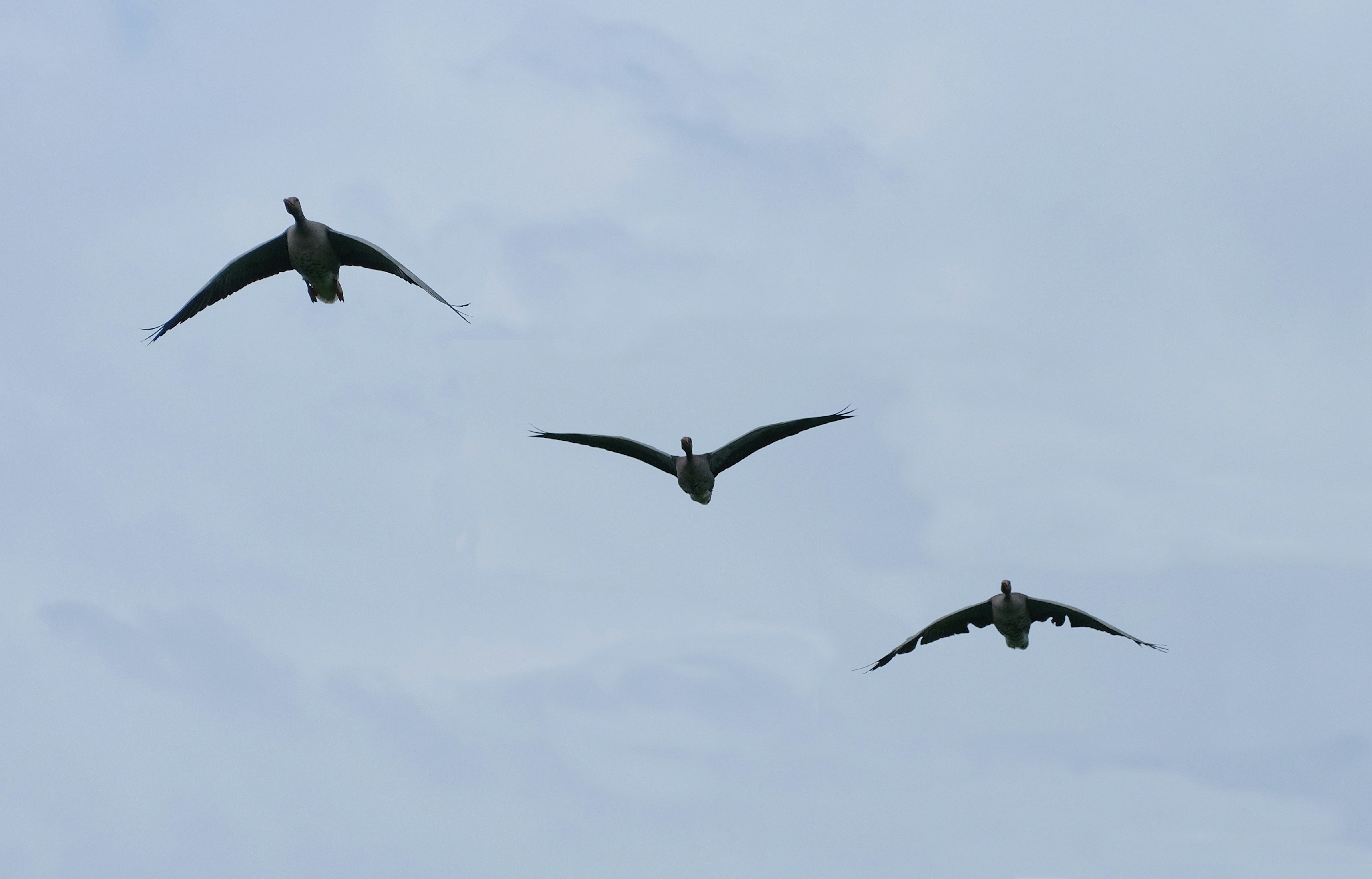 A flock of birds flying through a cloudy sky photo – Free Birds Image ...