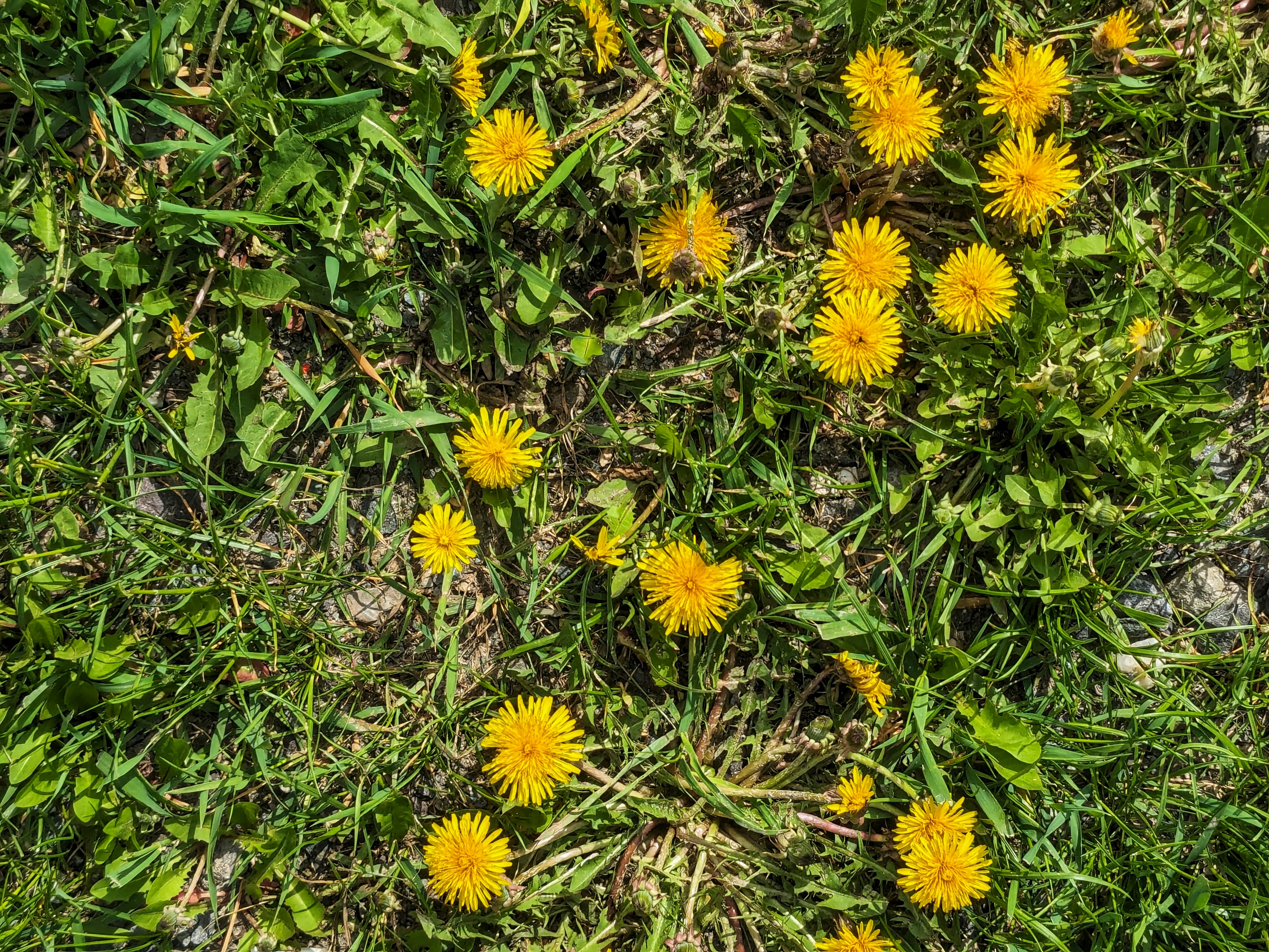 Bright yellow hawkweed blossoms punctuate a green patch, with soil visible among the blades. A ground-level shot emphasizes the petals' texture and the scene's vivid daylight color.