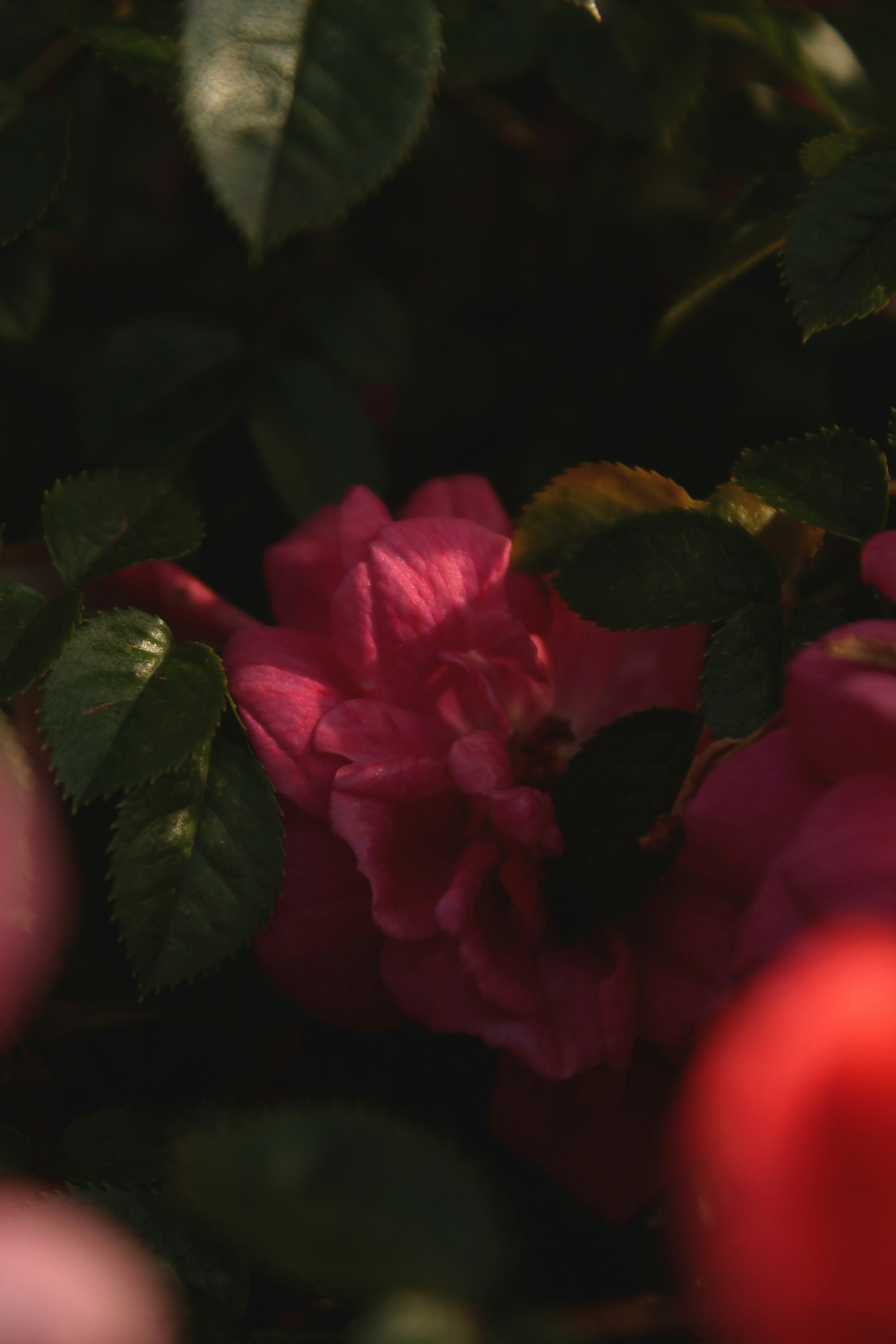A close up of a pink flower with green leaves photo – Free Rose flower ...