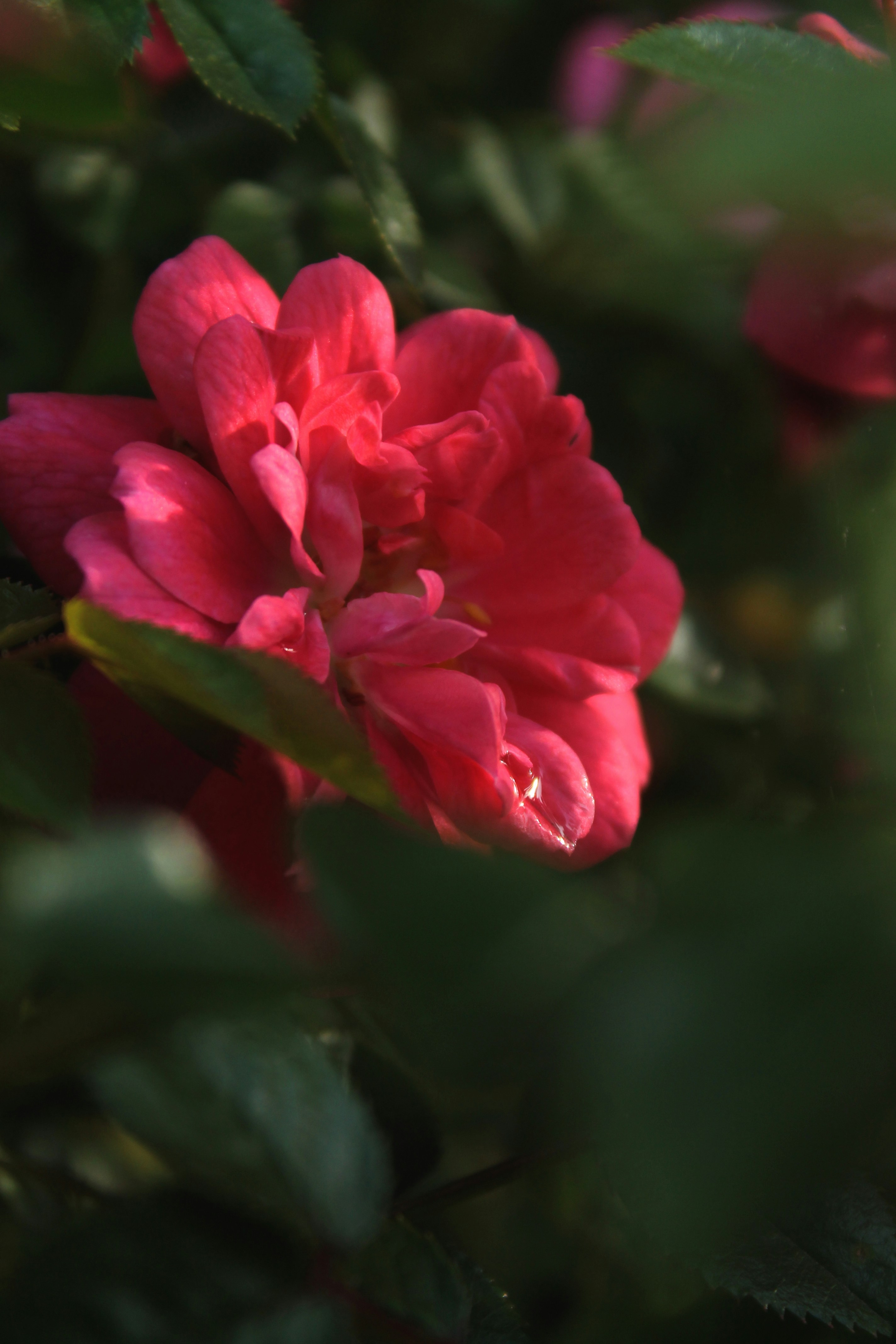 Photo by Wiktoria Skrzekotowska with Canon EOS 1100D