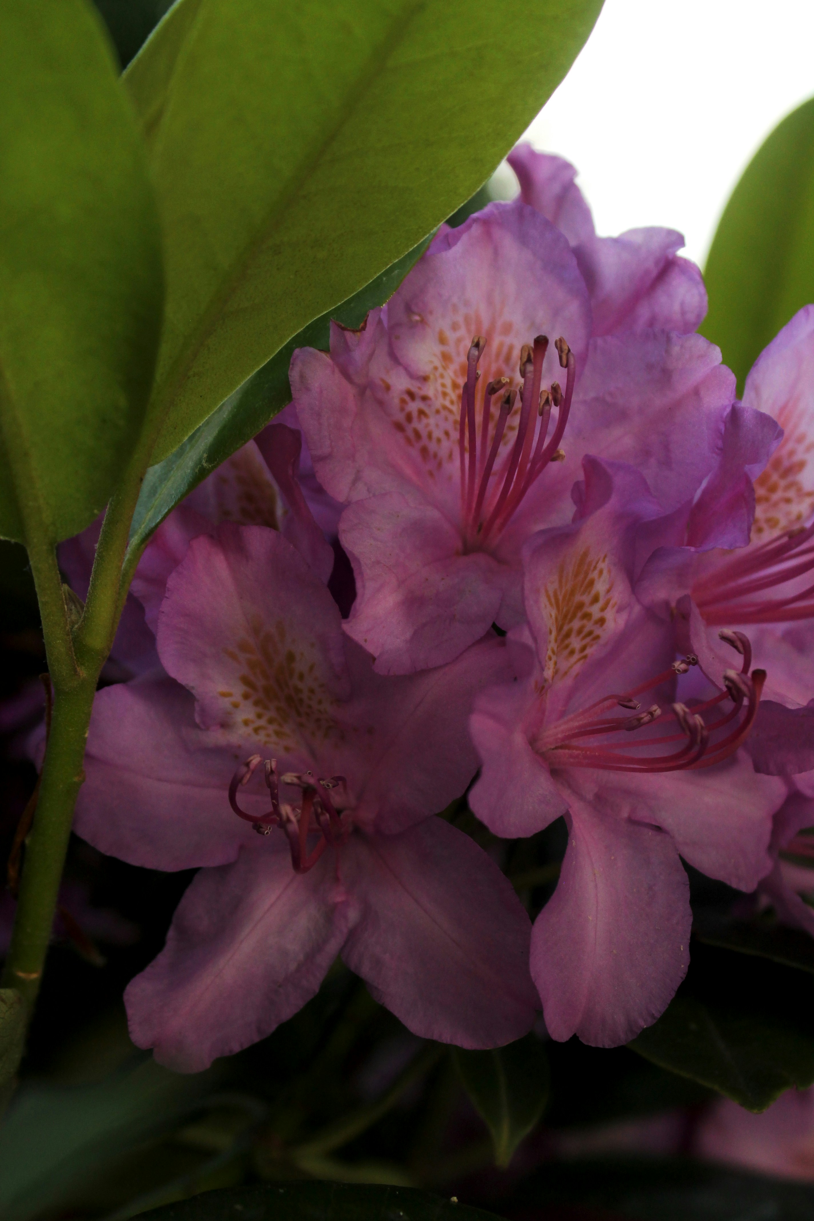 Whispers of Pink: a Close-Up Portrait of a Rhododendron Bloom