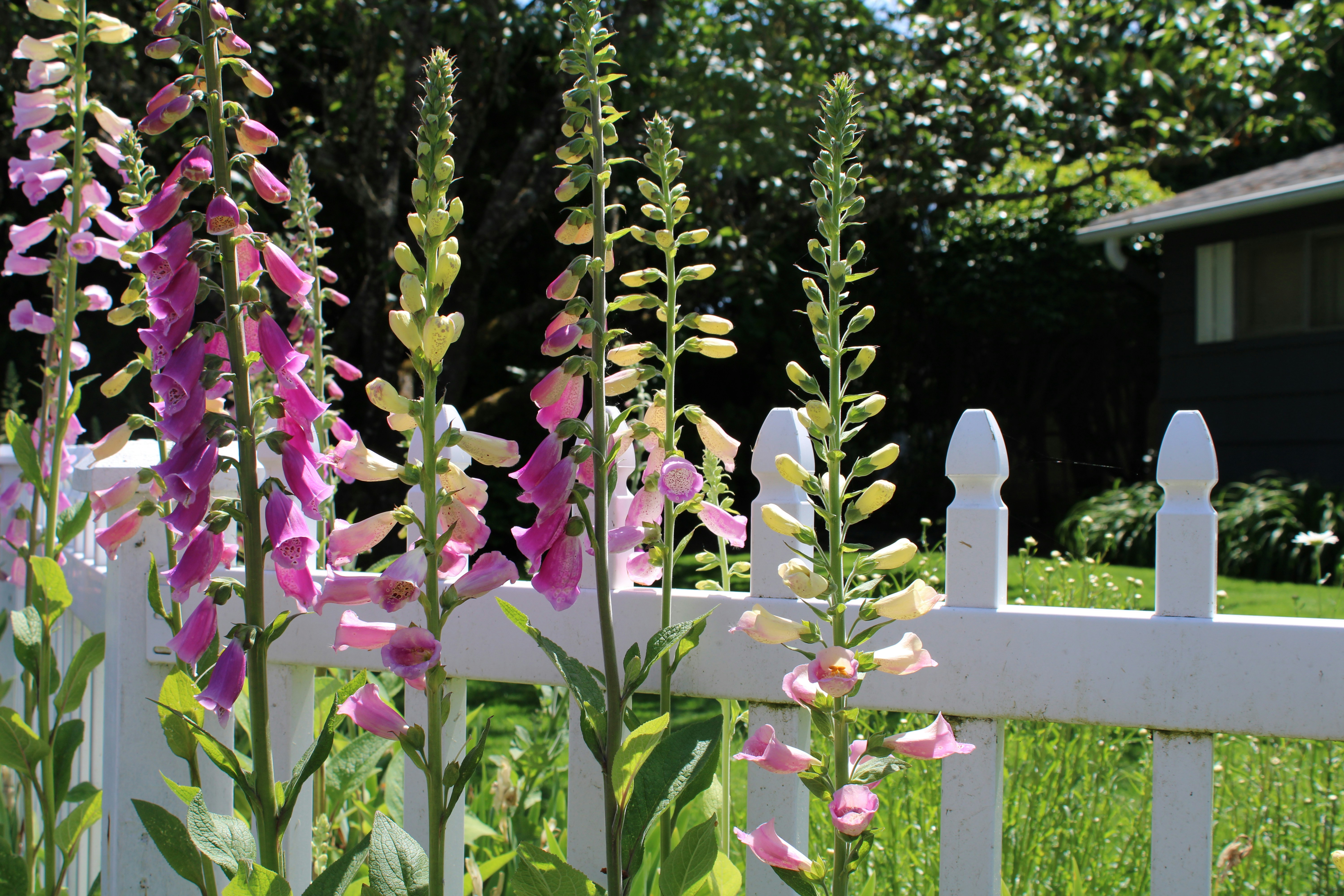 Sturdy white picket fence framed by pink and yellow lupines