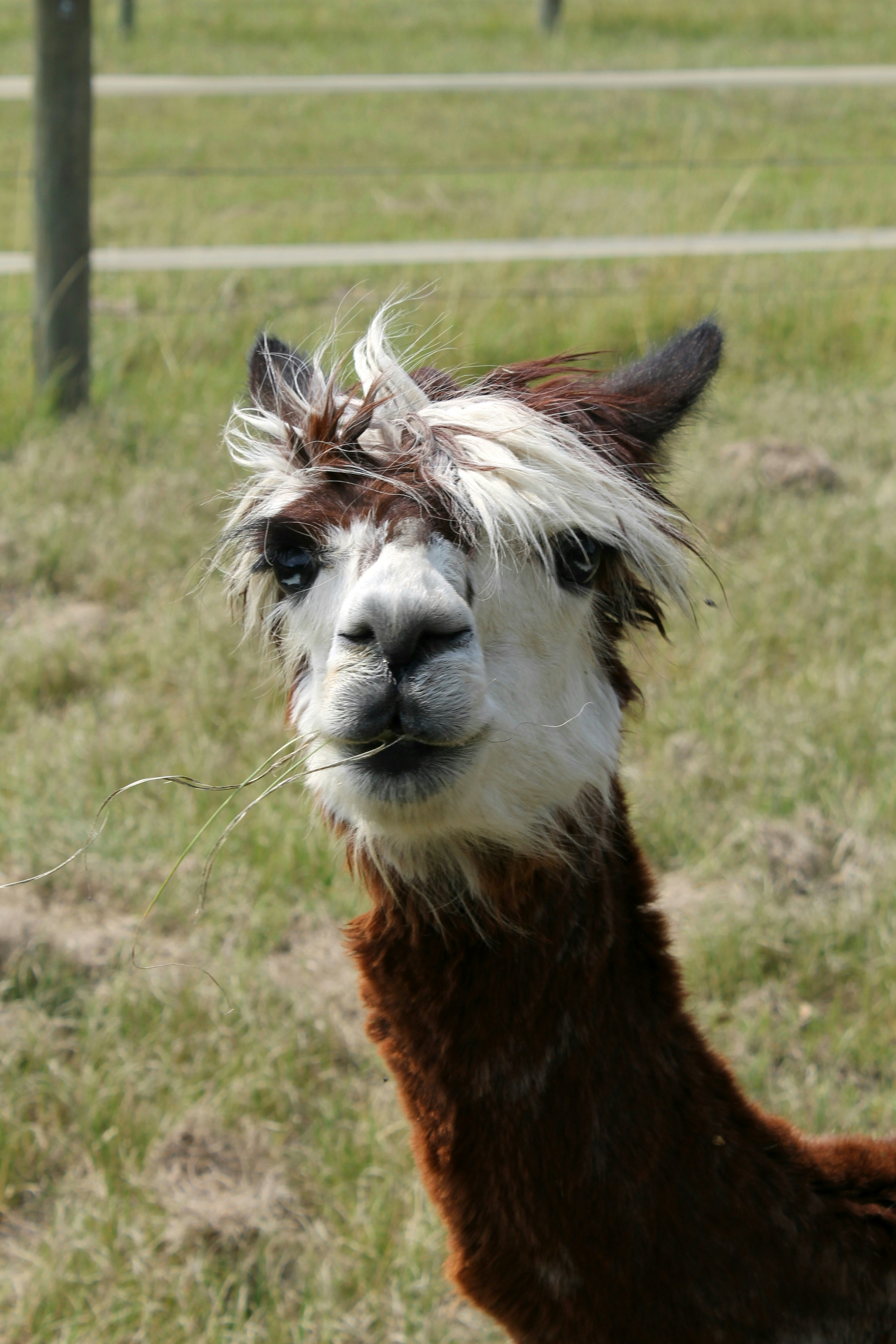 Whiskers and Wind: A Curious Alpaca Meets the Lens in a Sunlit Field