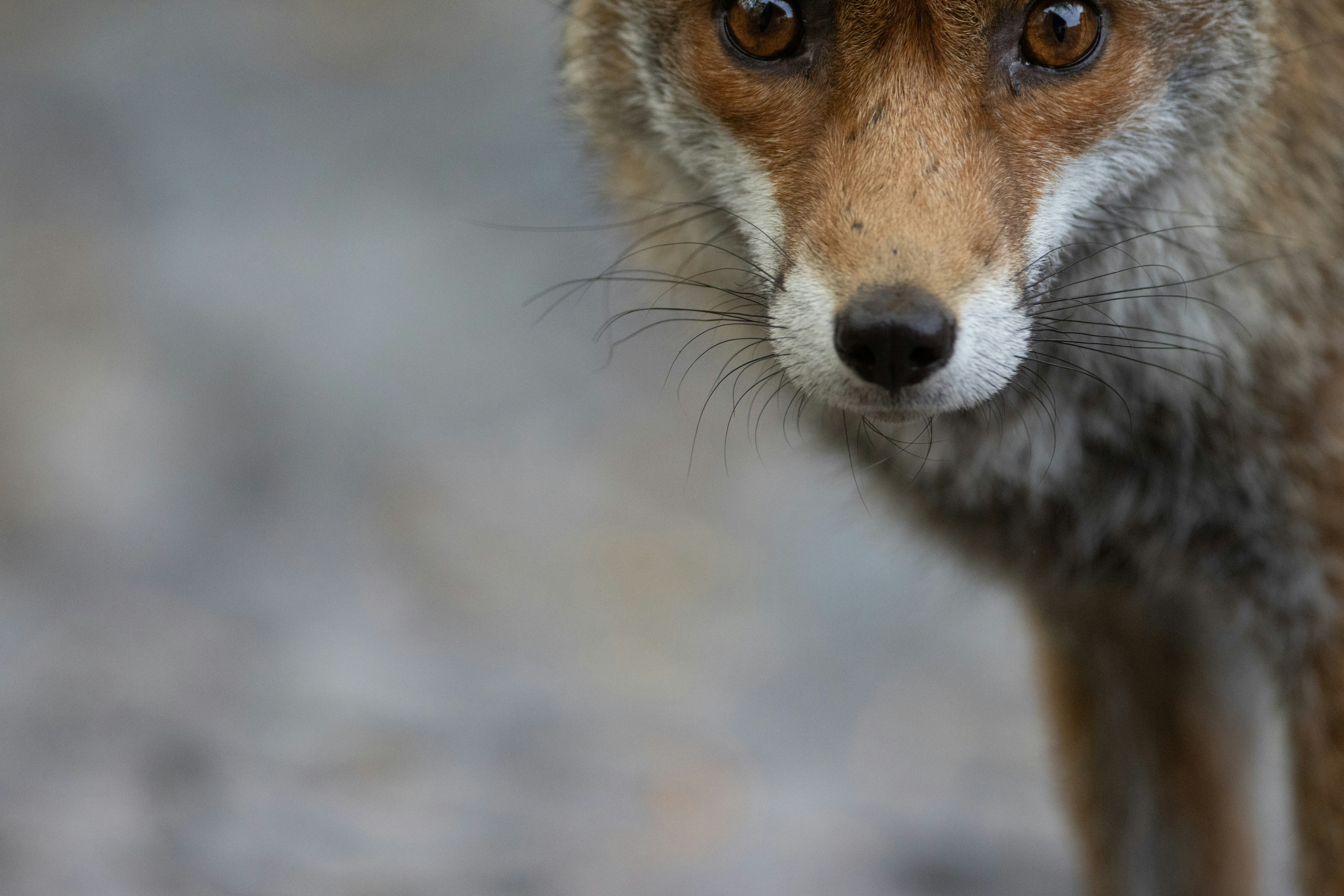 A close up of a fox looking at the camera photo – Free Fox Image on ...