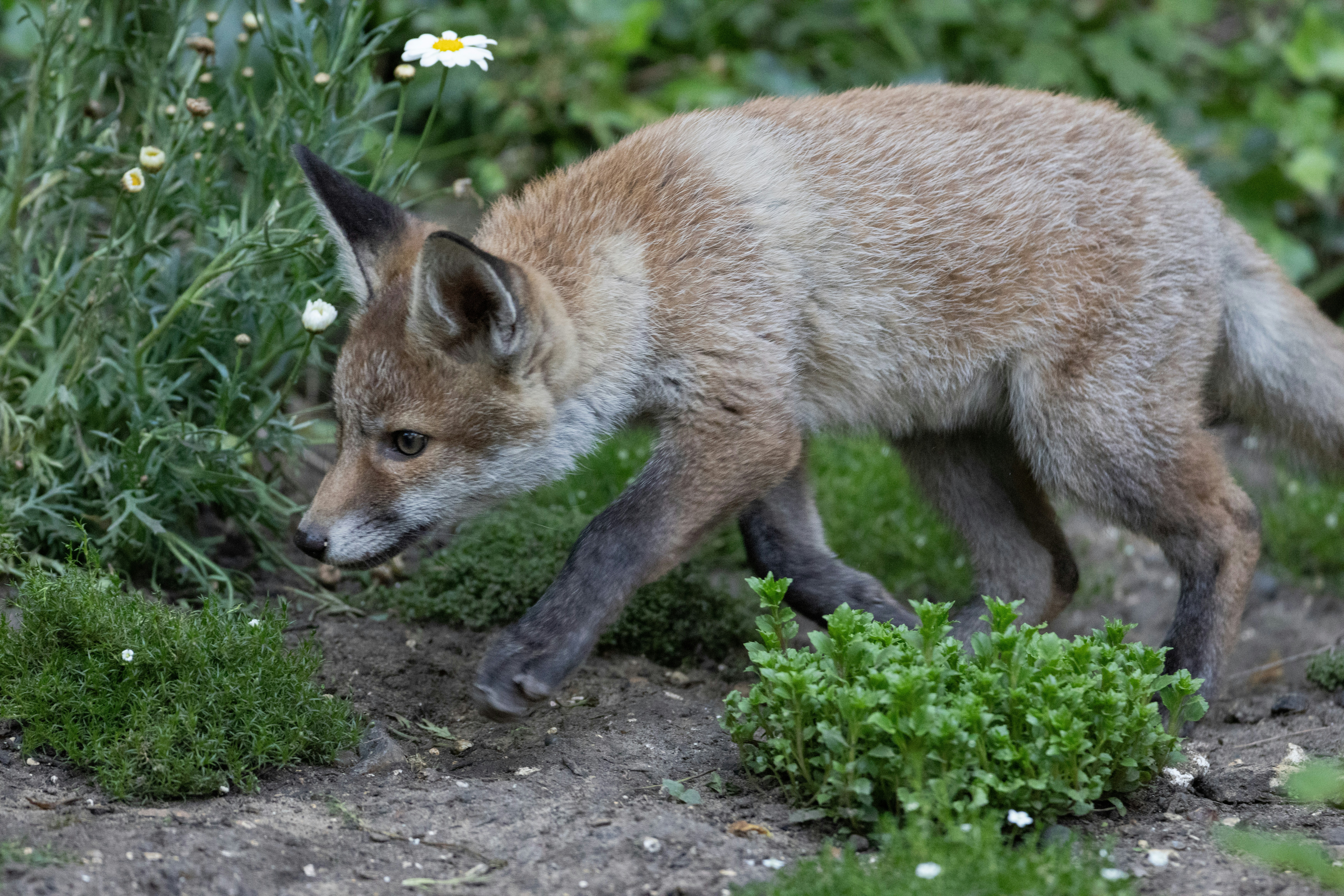 Photo by Dan Russon with Canon EOS R7