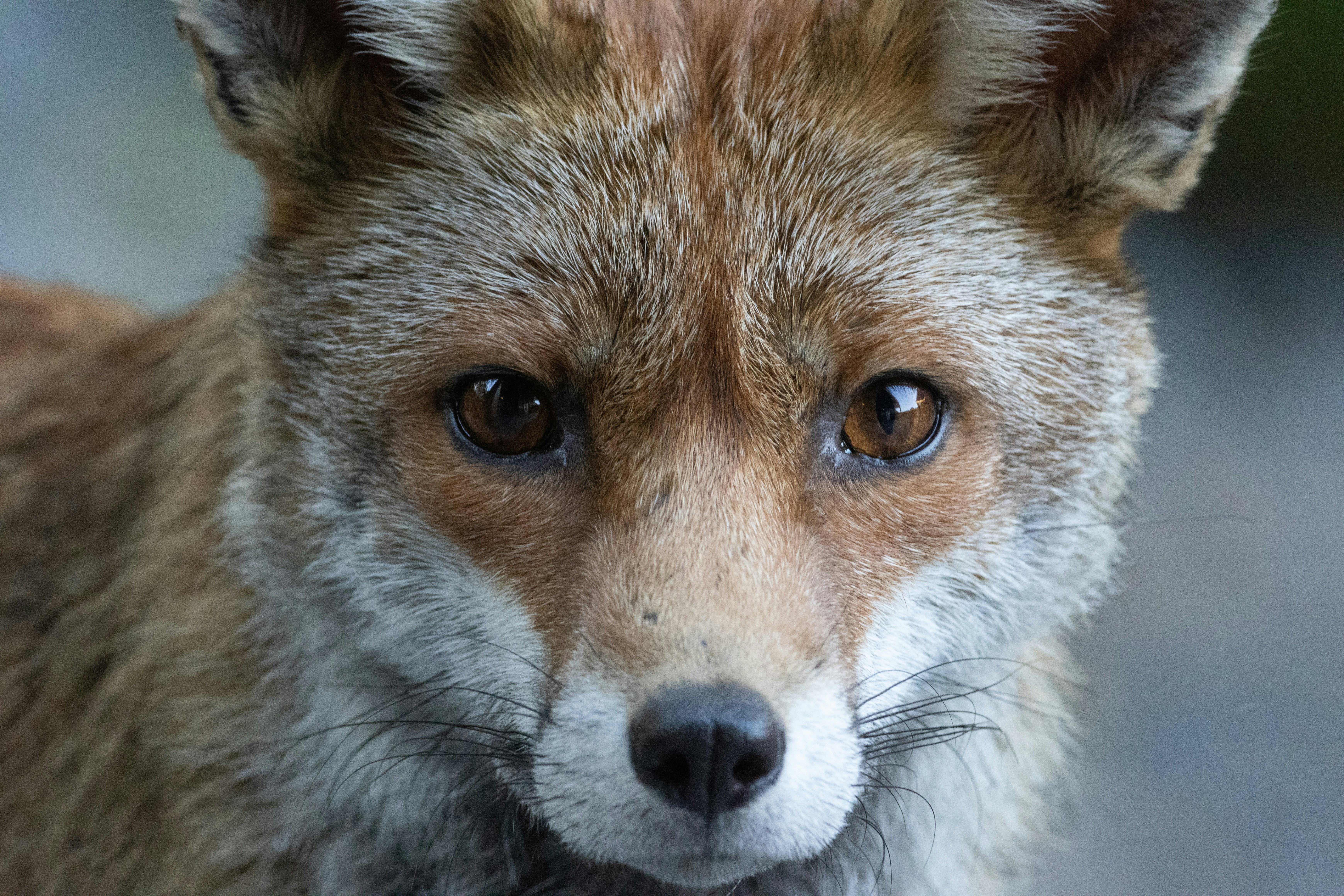 A close up of a fox's face with a blurry background photo – Free Fox ...