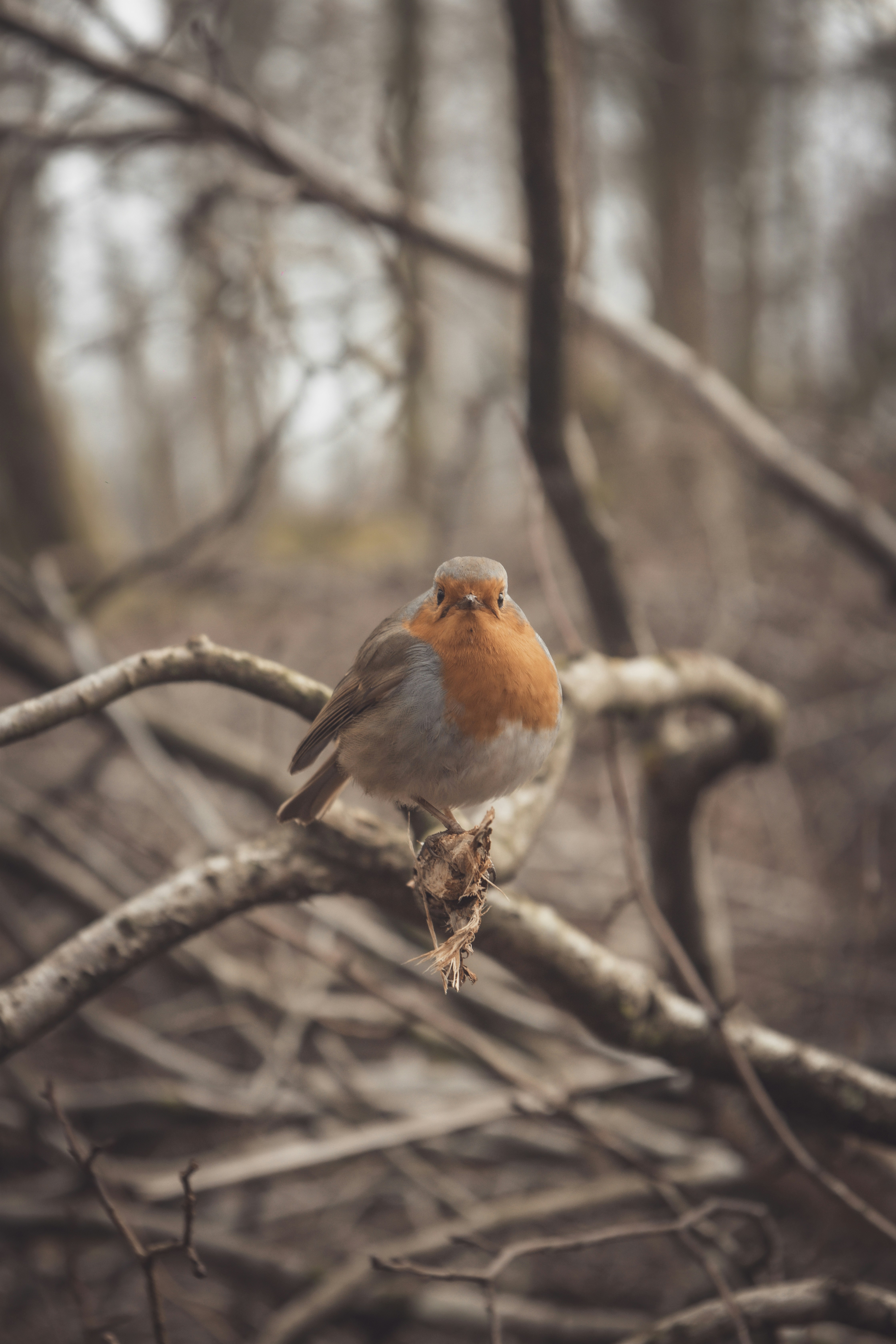 Robin on a Shaky Branch: Focused Portrait in Winter Woods