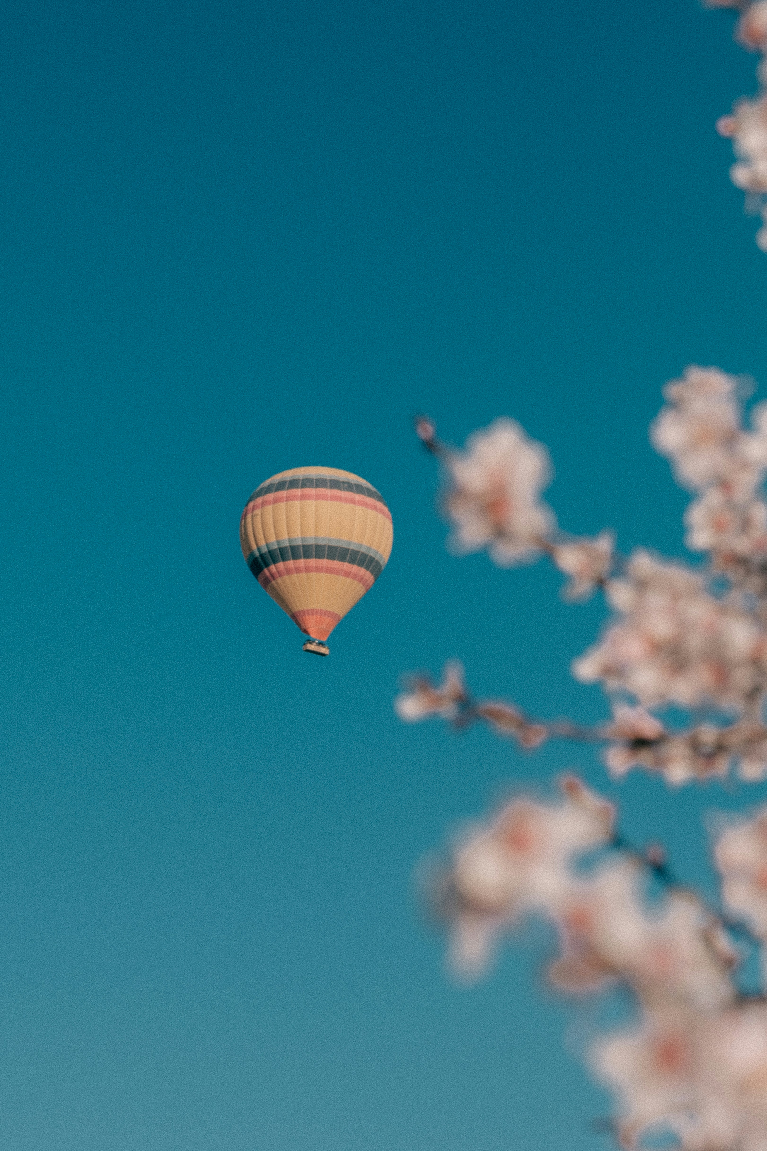 Pastel Balloon Drifts Across a Cerulean Sky, Framed by Spring Blossoms