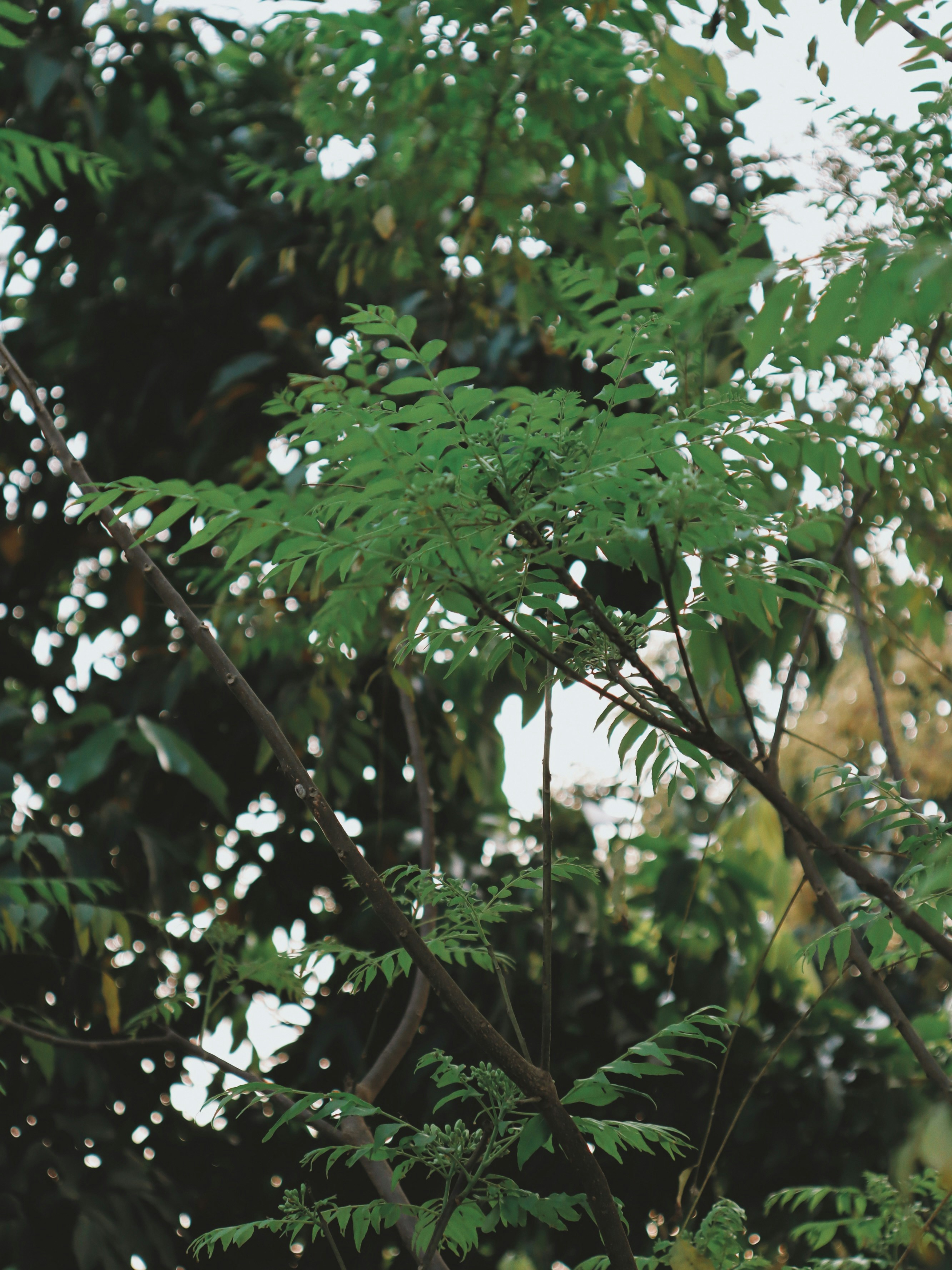 Neem Leaves Pictures | Download Free Images on Unsplash