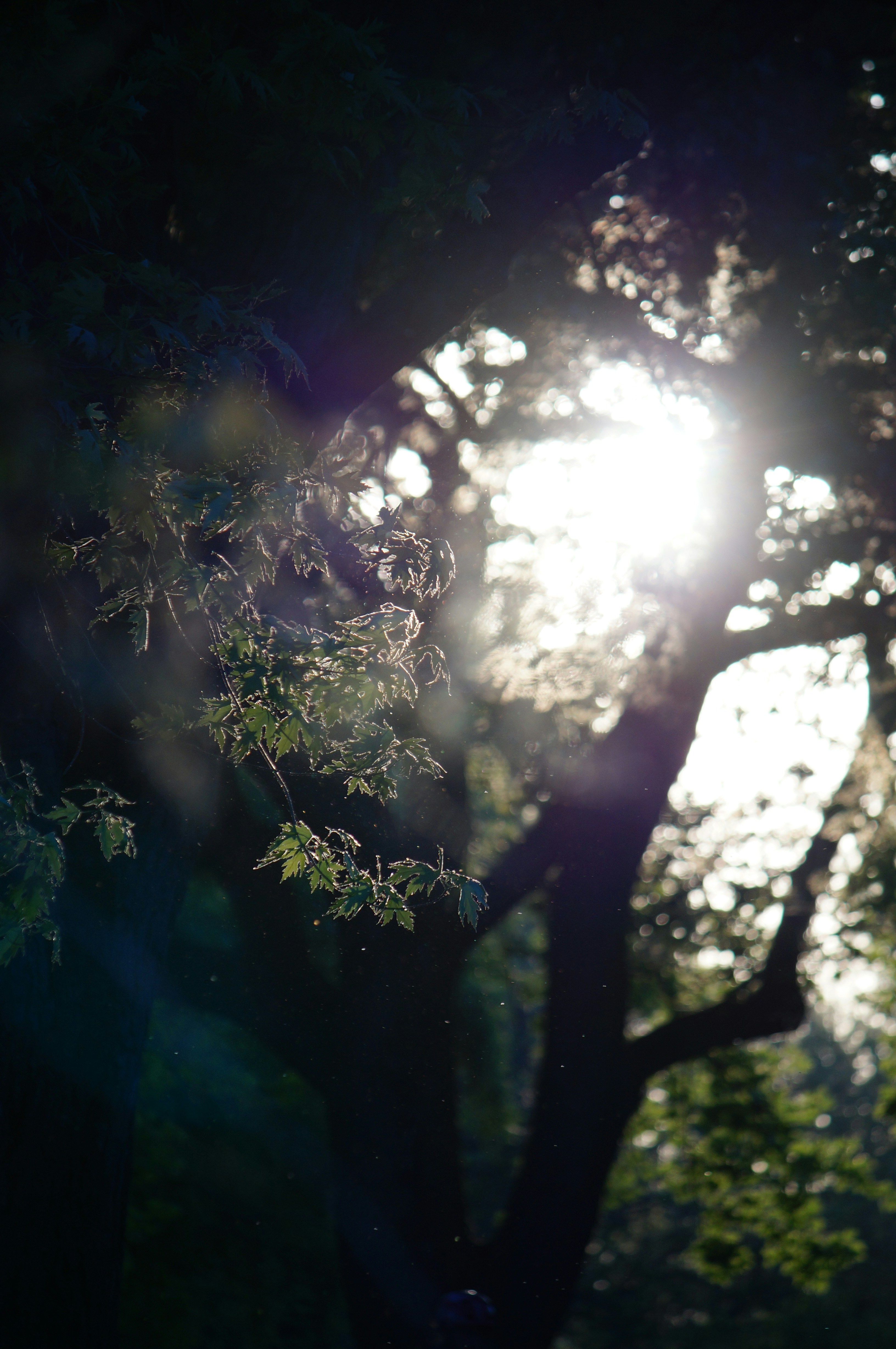 Photo by Ellienore B. with Sony NEX-3N