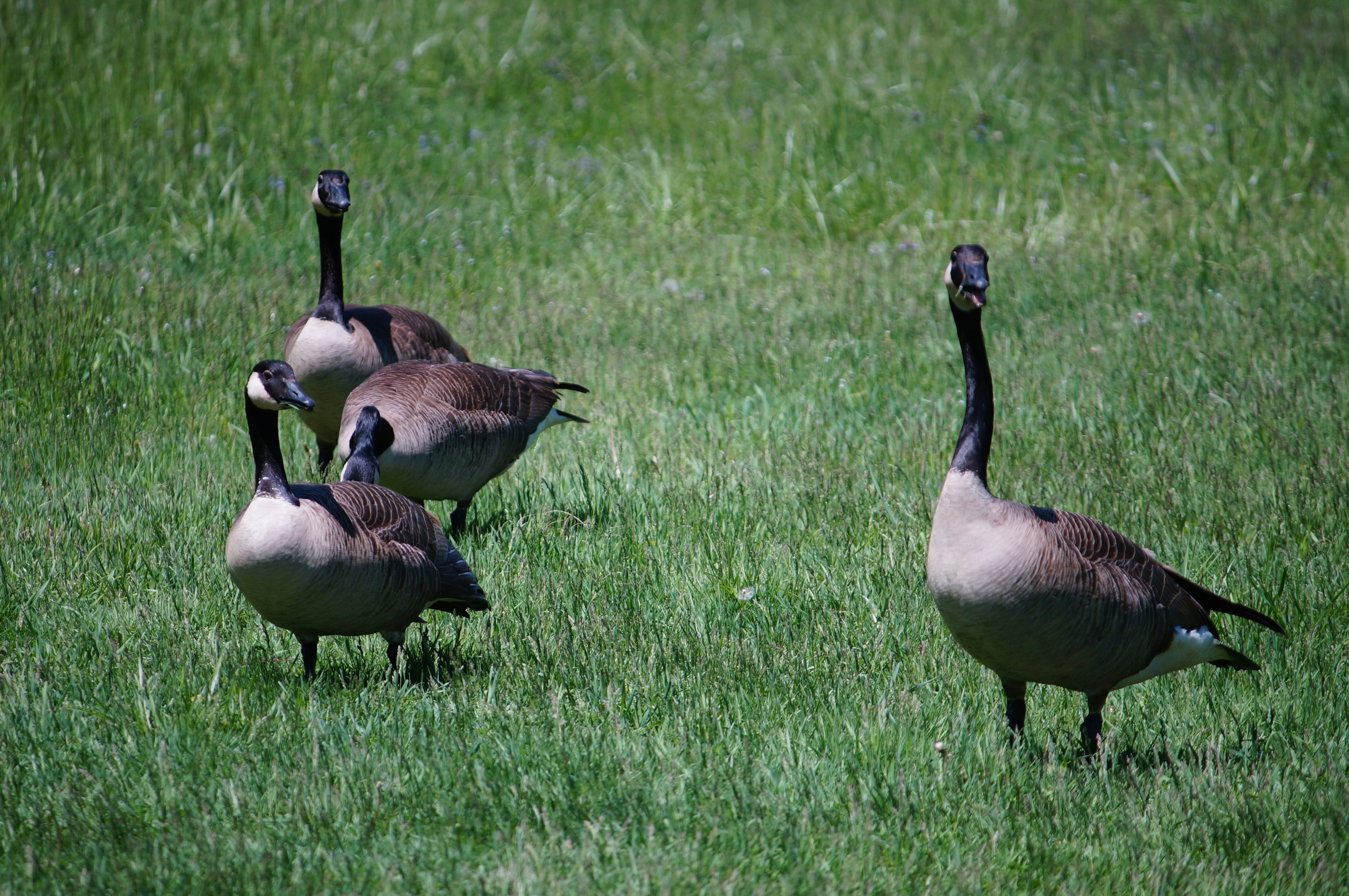 A group of geese standing in a grassy field photo – Free Grey Image on ...