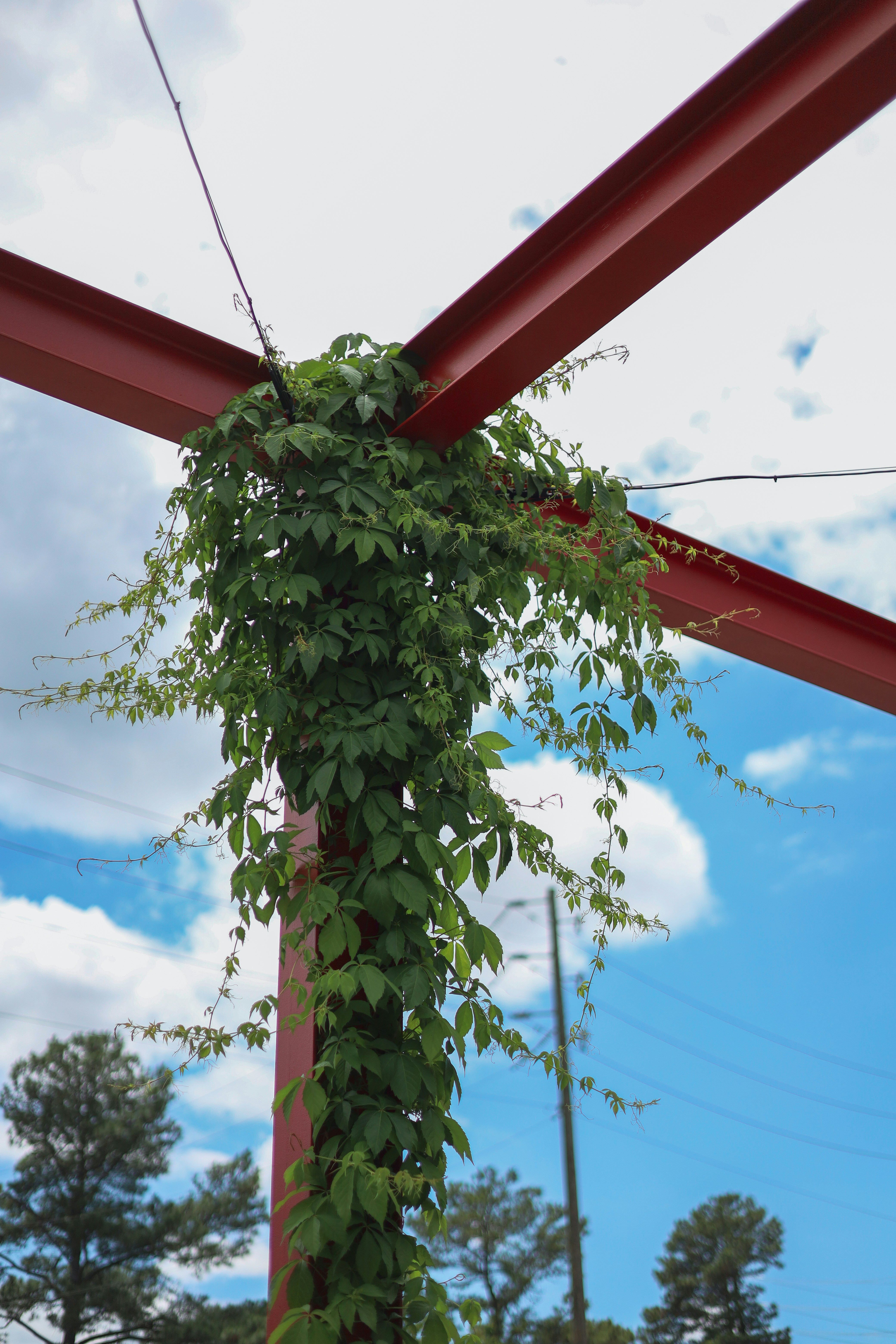 Vines Claim a Crimson Steel Cross Under an Open Sky