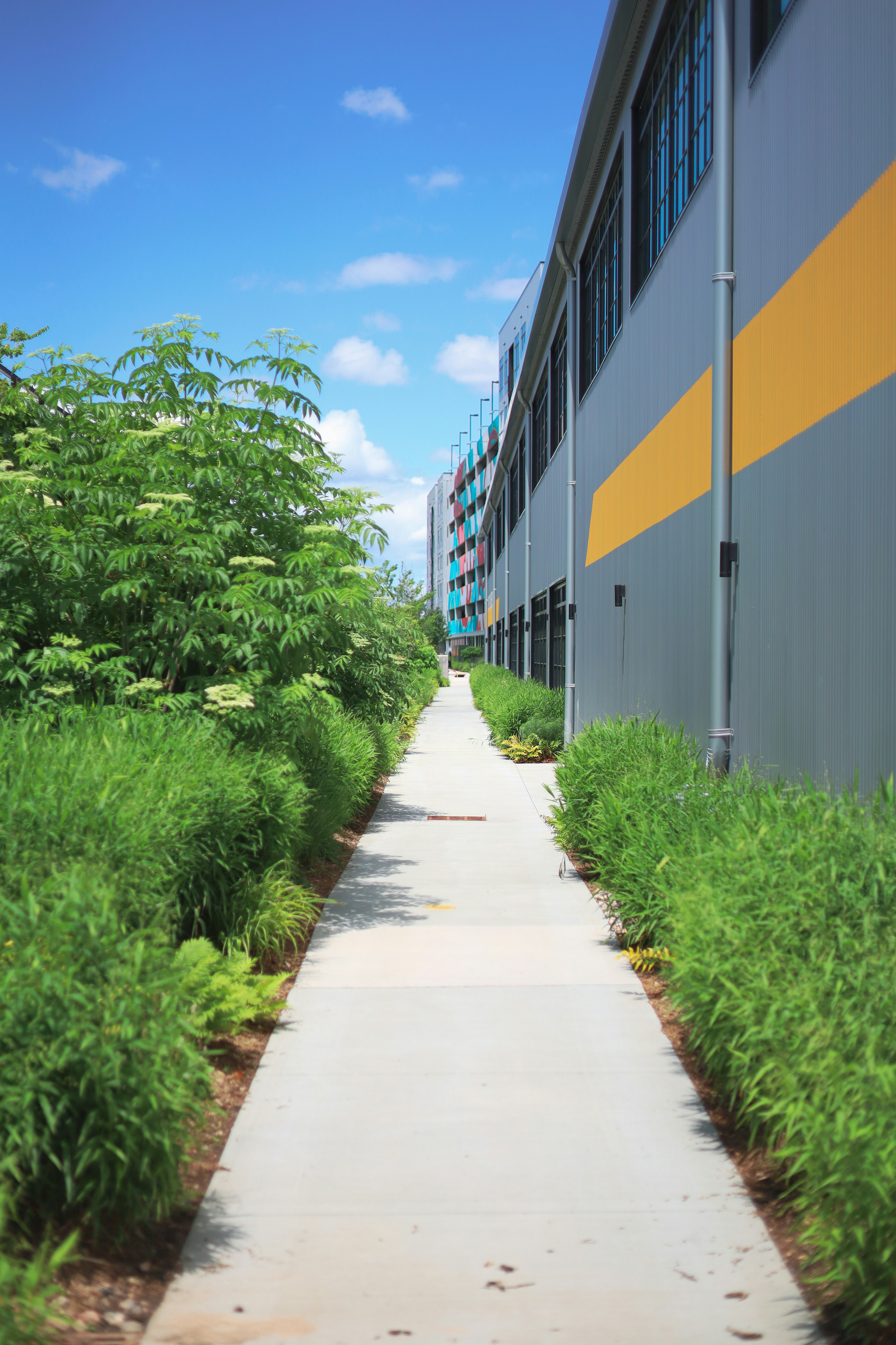 A walkway between two buildings with trees and bushes photo – Free ...