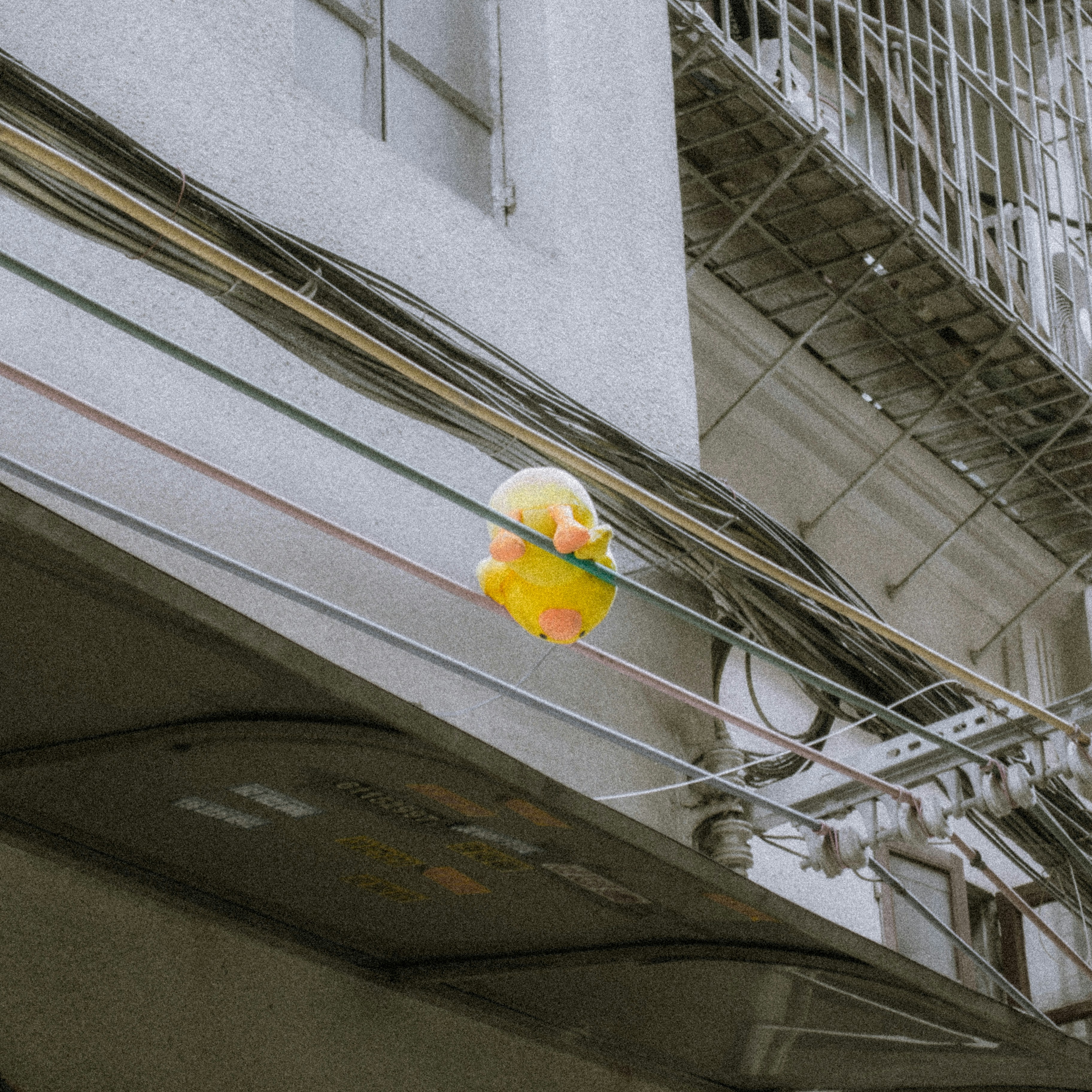 Urban Plush on High Wires: A Yellow Duck Perched Above the Facade