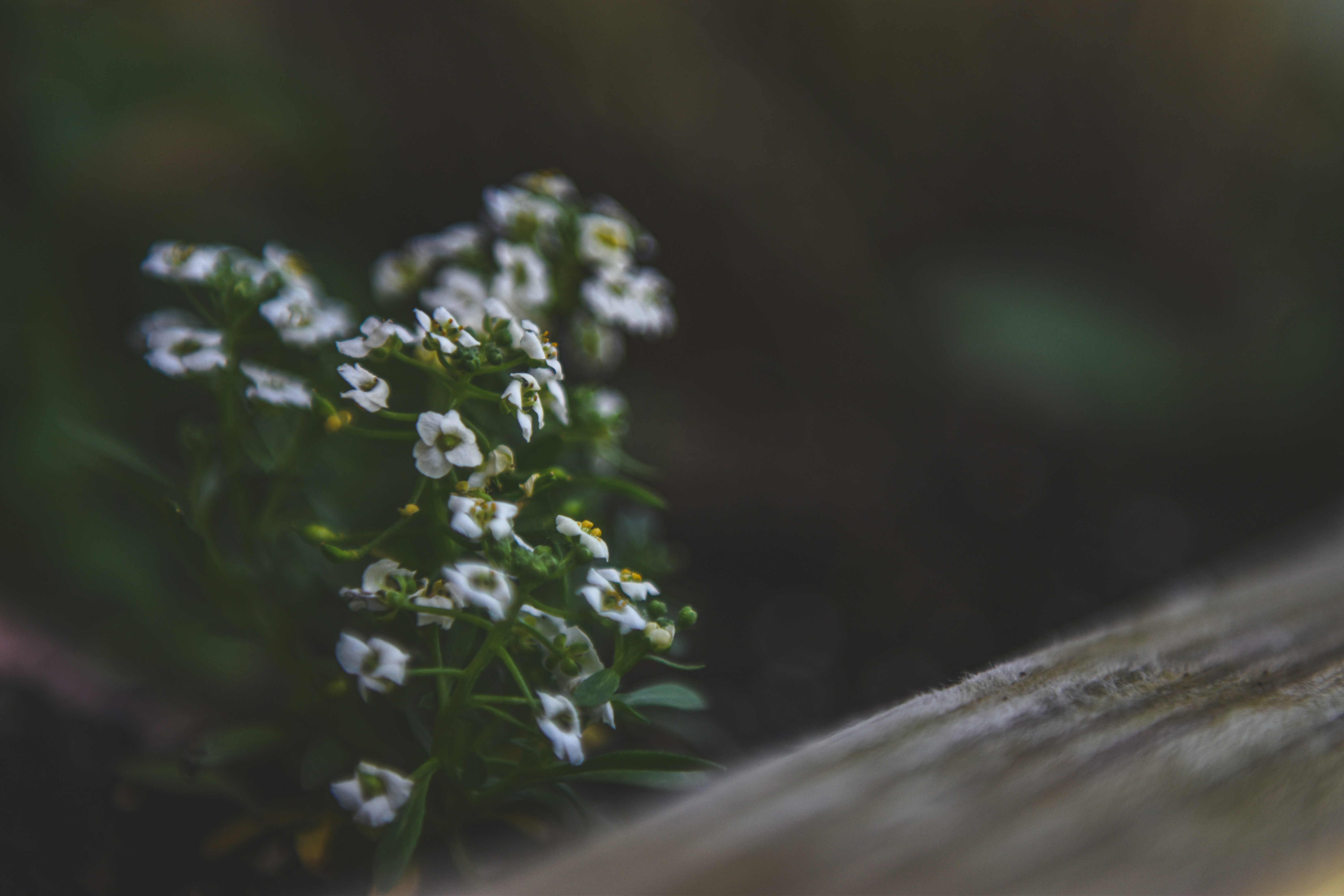 Whispers of White: Tiny Blooms at the Edge of a Weathered Log