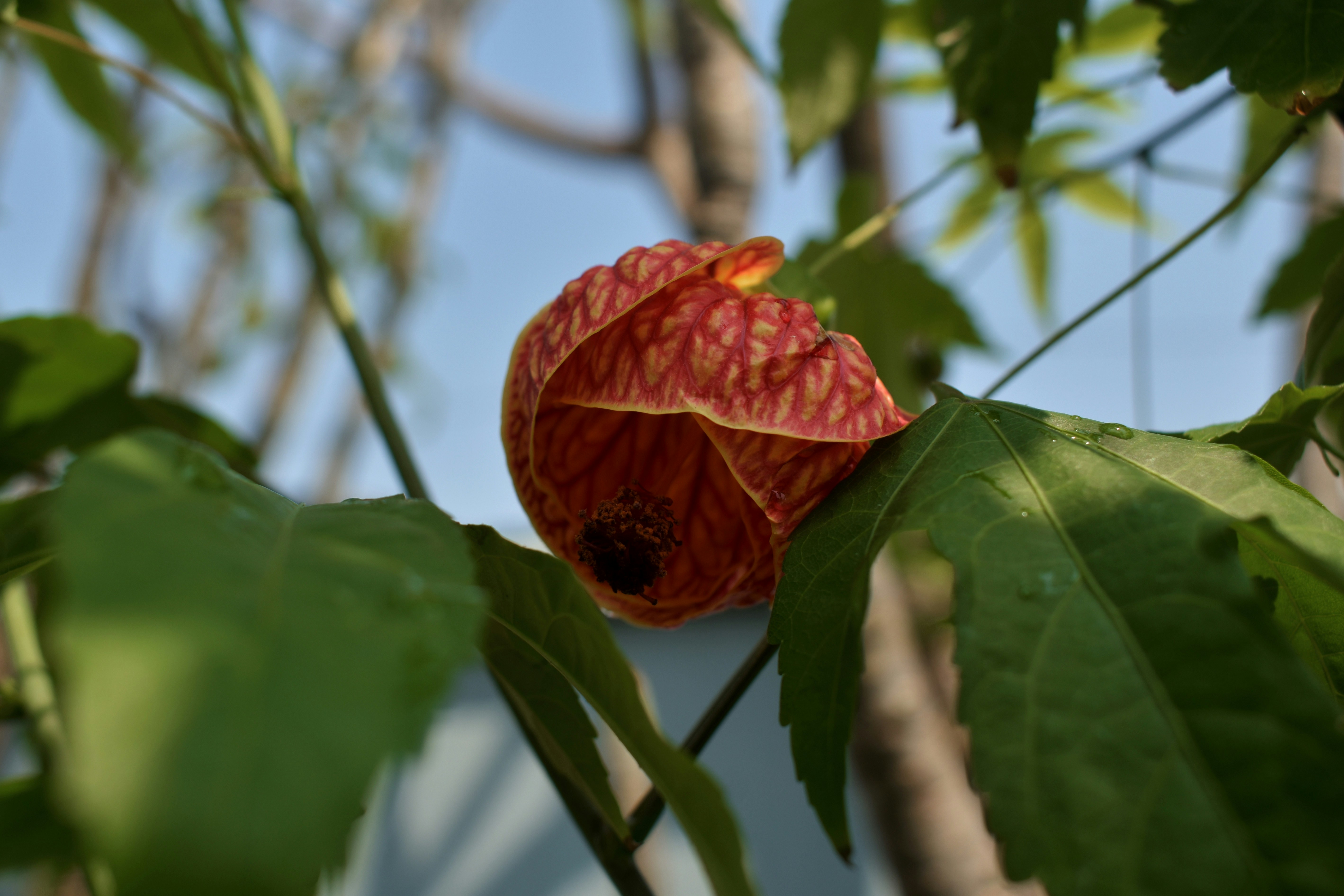 A vibrant red flower with intricate patterns nestled among green leaves, capturing the essence of botanical beauty.