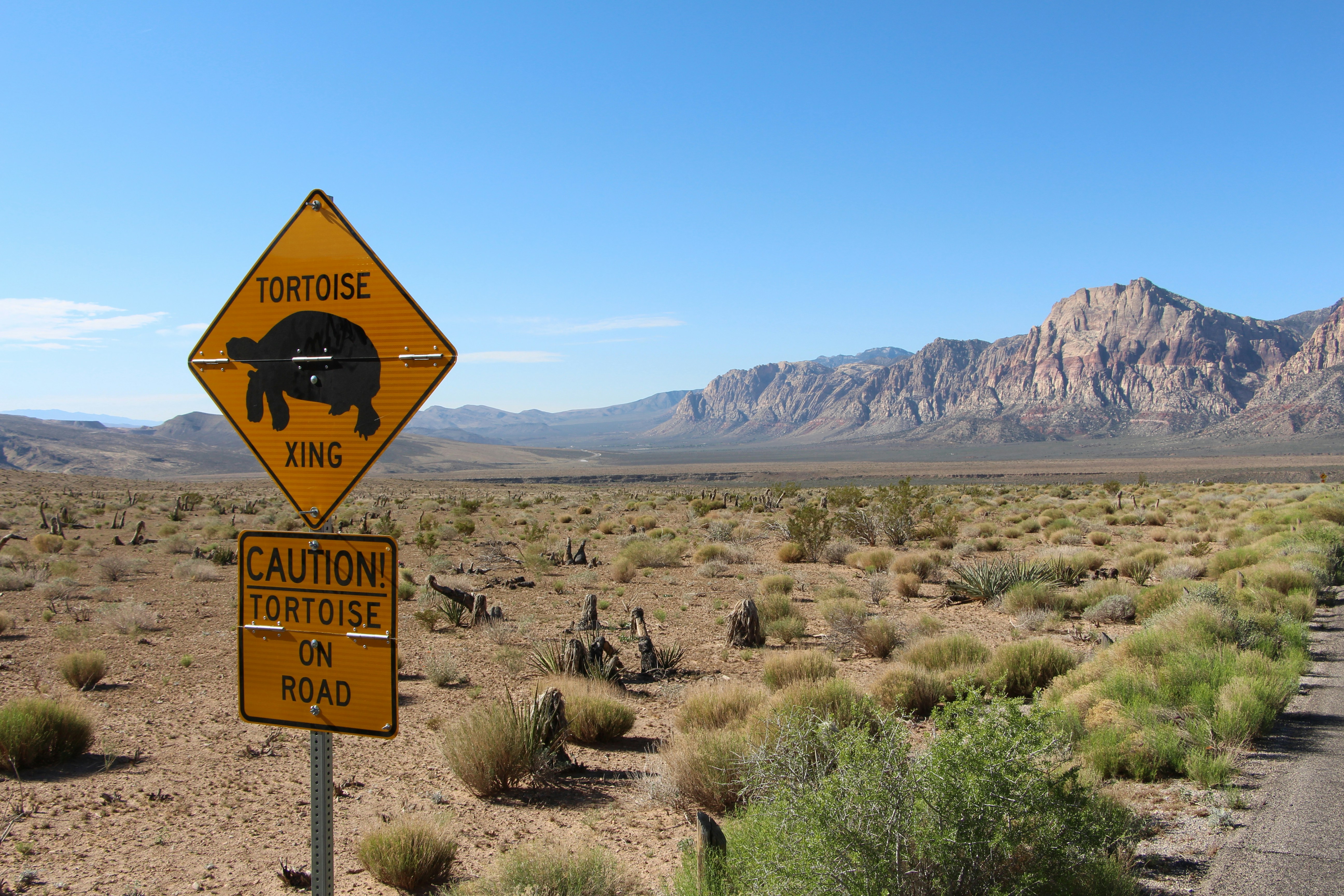 Desert Warning: Tortoise Crossing in a Harsh Landscape