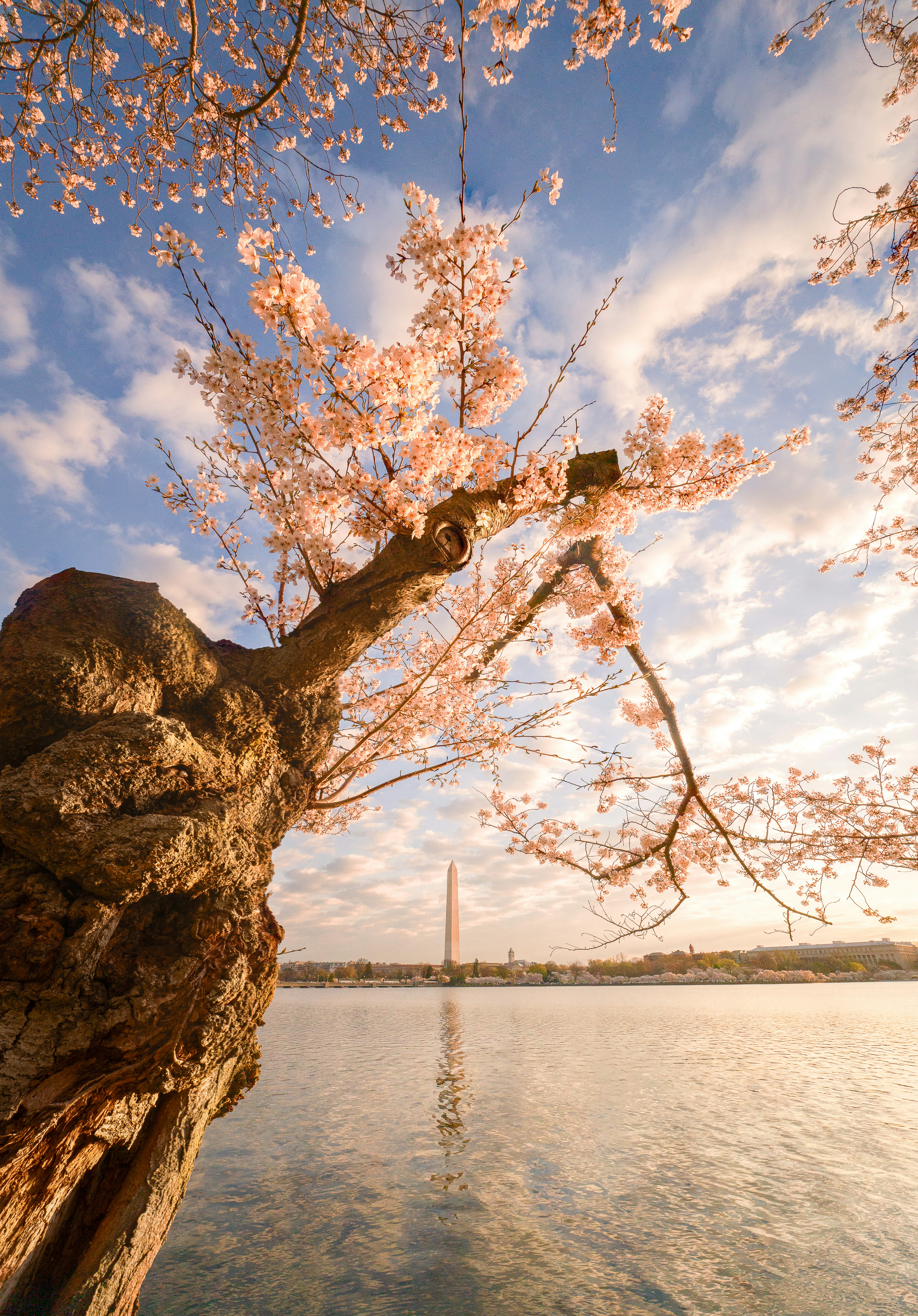 Blossoms Over the River: A Trunk Reaches Toward Sky