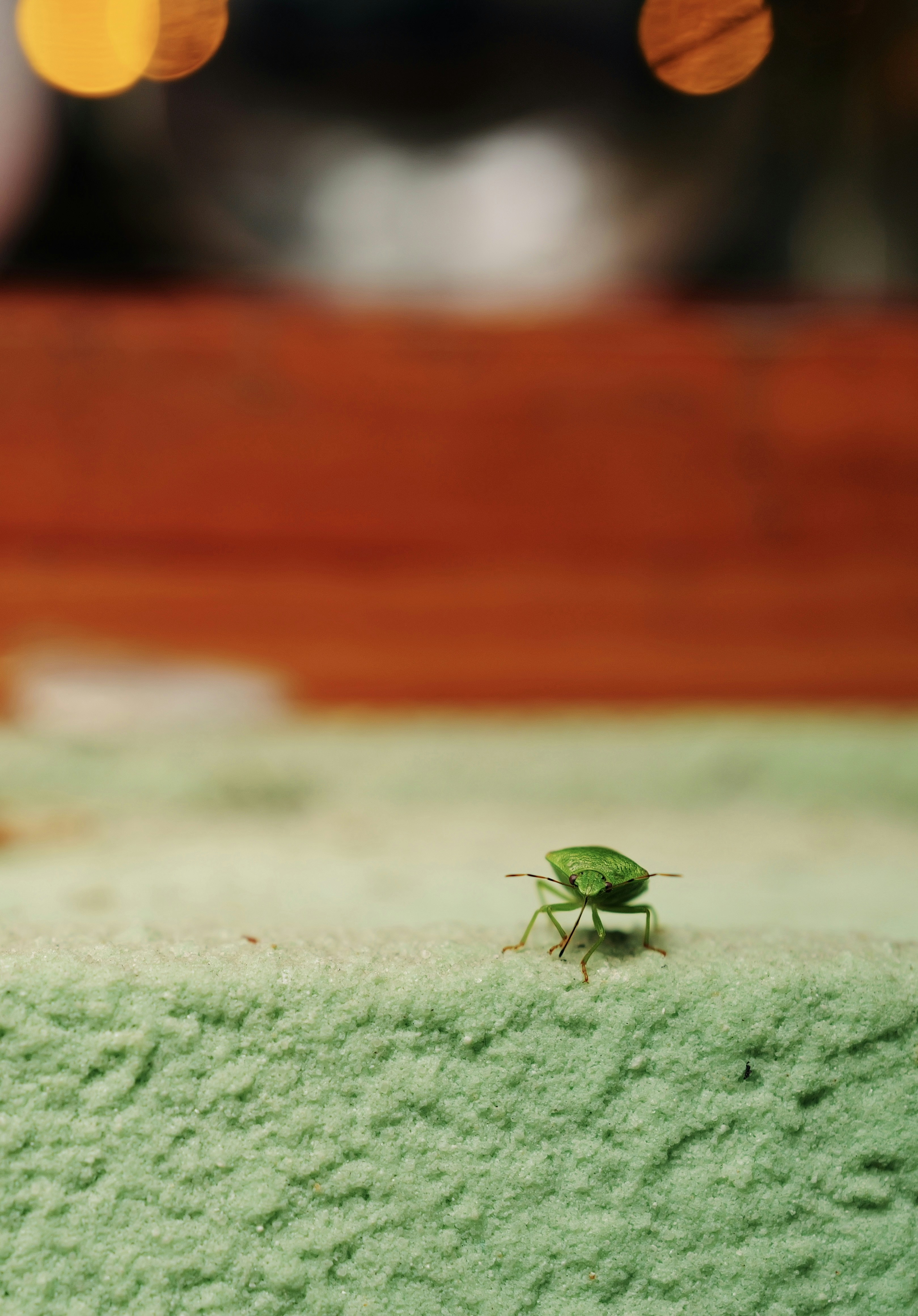 Emerald Leafhopper on a Mossy Lip Under Amber Bokeh