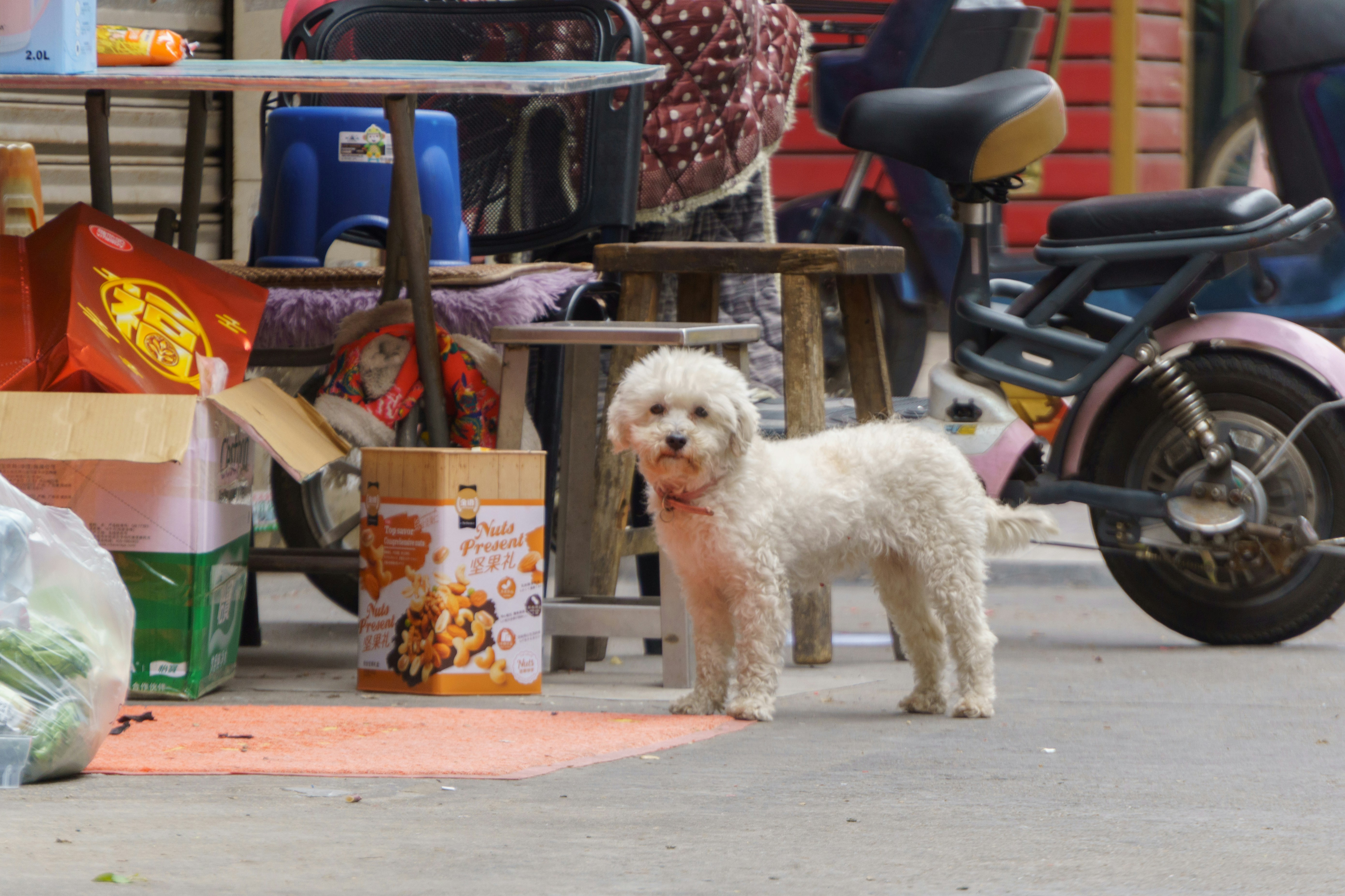 Curious Poodle Pauses Amid Market Clutter and a Parked Scooter