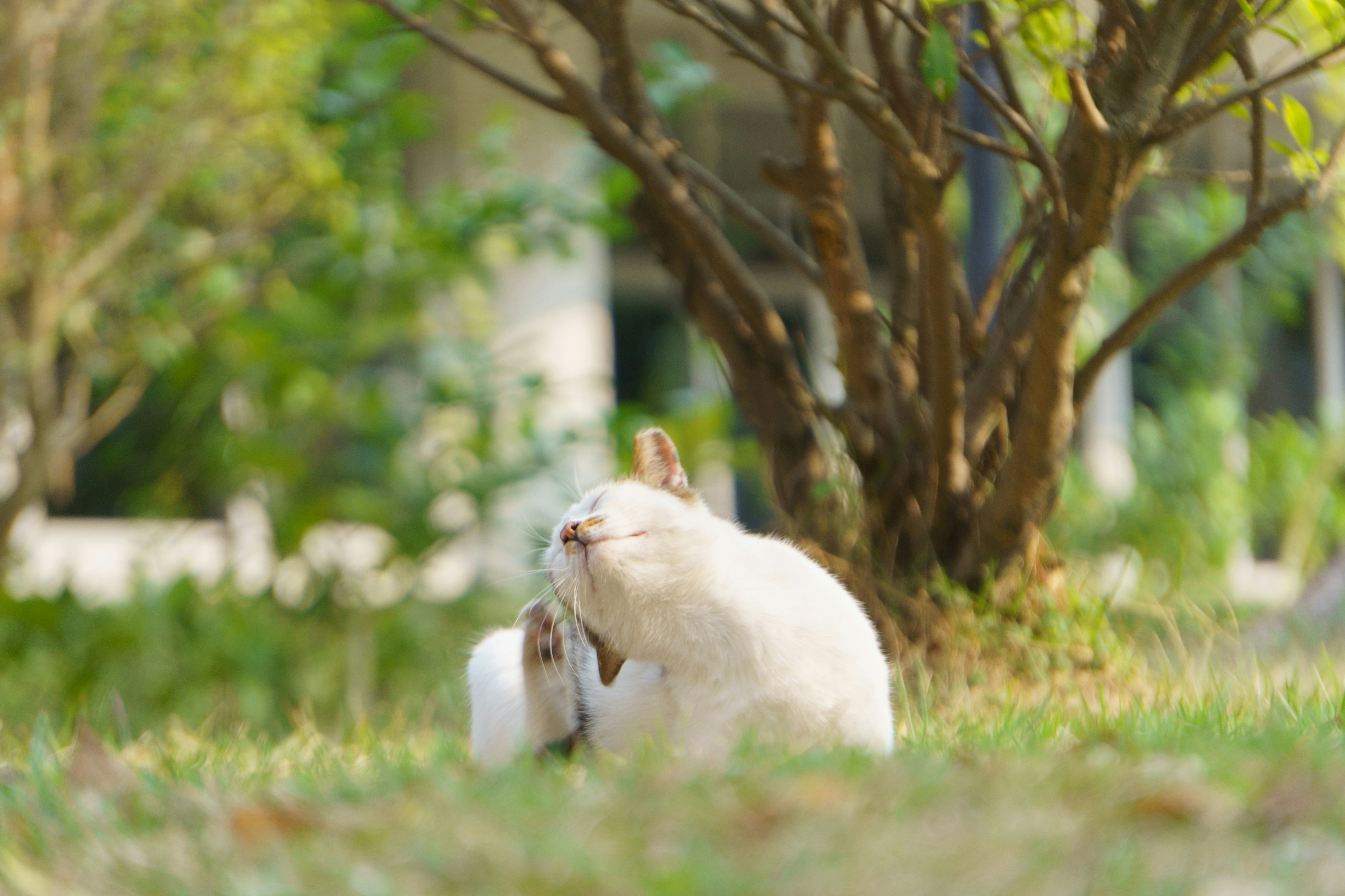 Sunlit Whiskers: A White Cat in a Quiet Park Moment