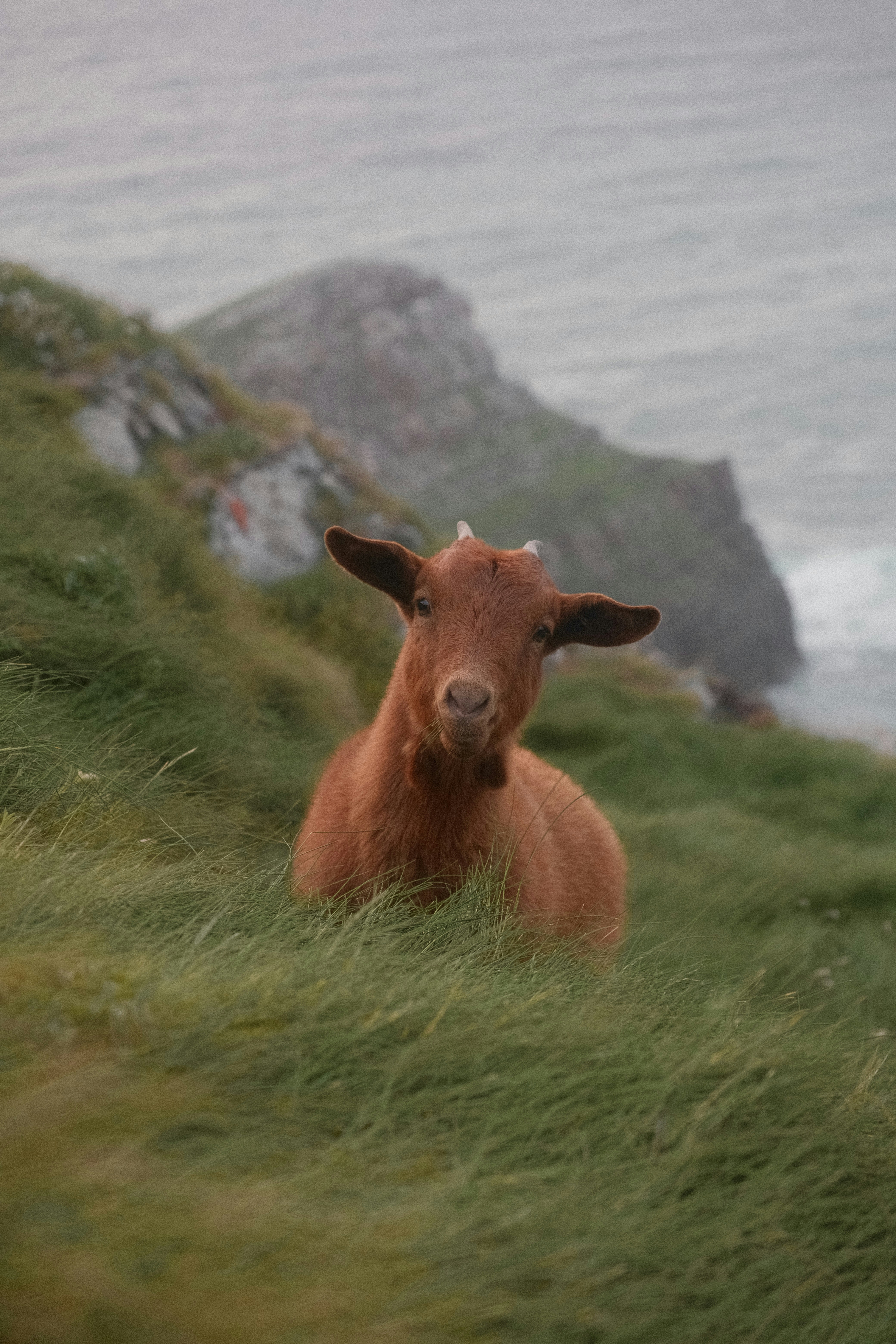 Brown goat peering through green grass on a cliffside with ocean waves in the background.
