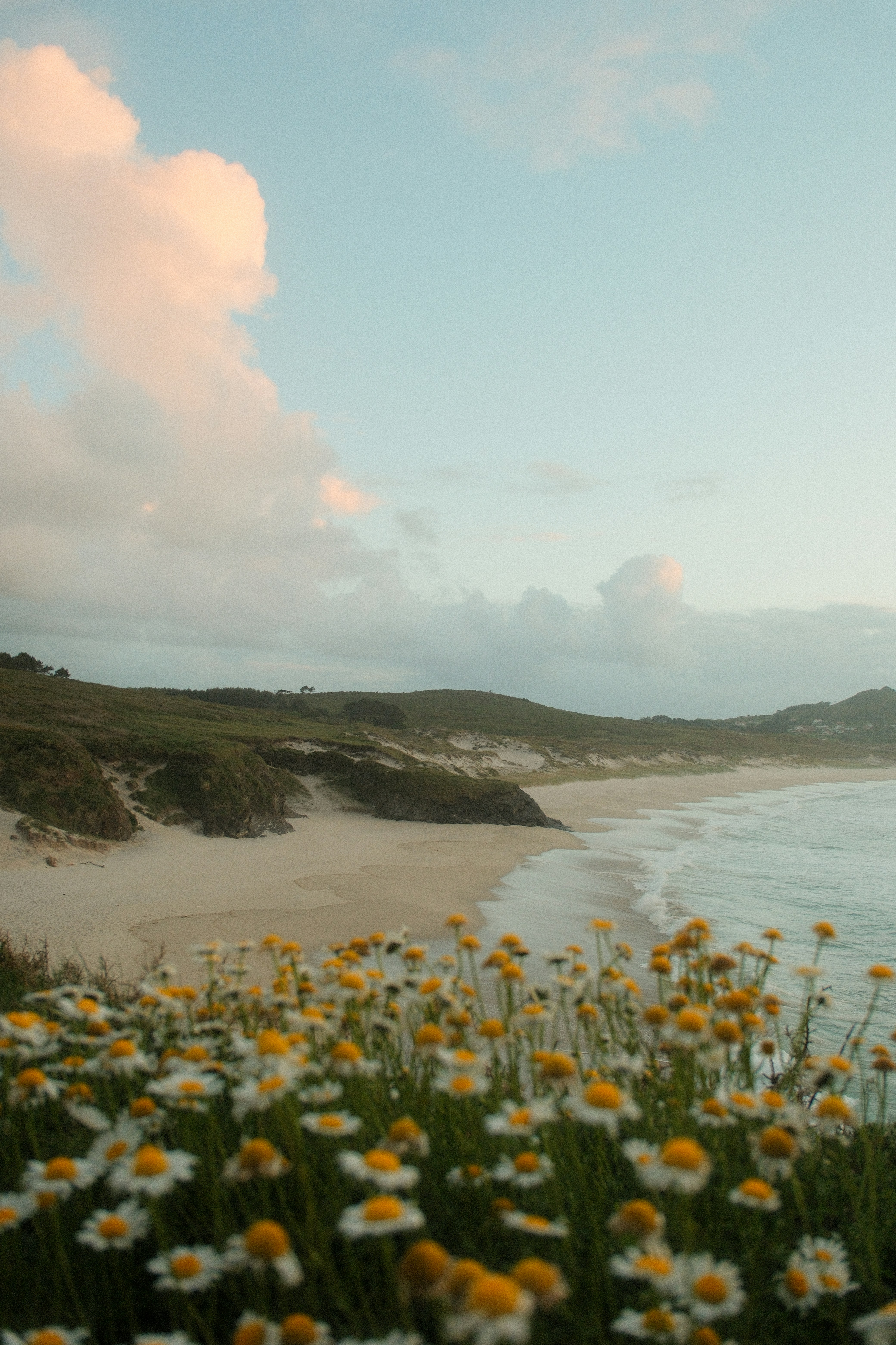 Daisies bloom in the foreground with a serene beach and rolling hills under a pastel sky.